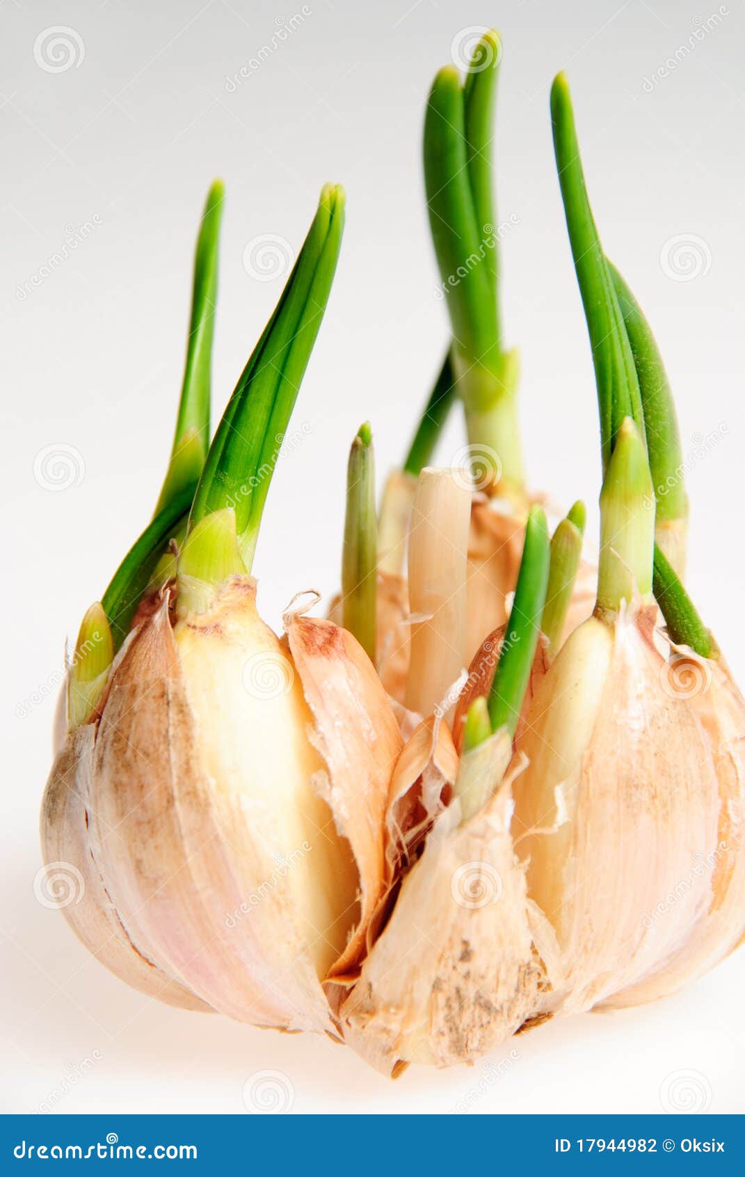 Germine o alho foto de stock. Imagem de alho, alimento - 17944982