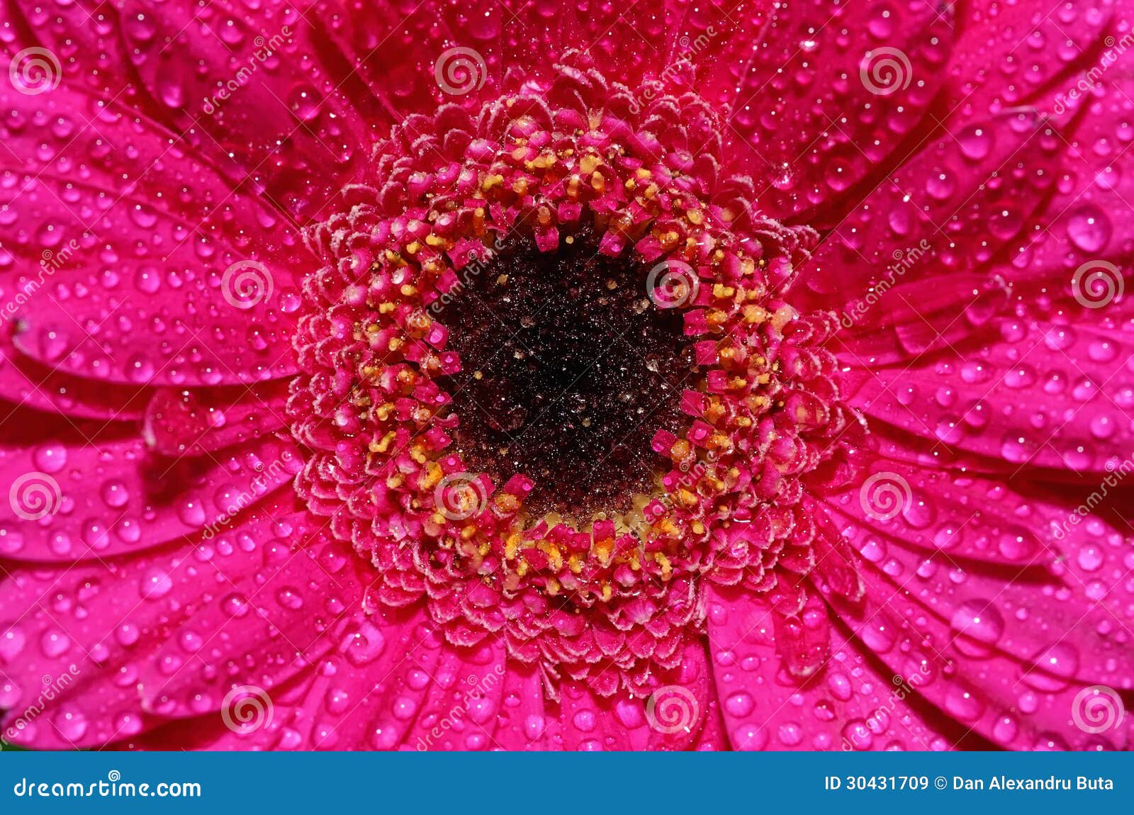 Germini flower stock image. Image of green, bloom, color - 30431709