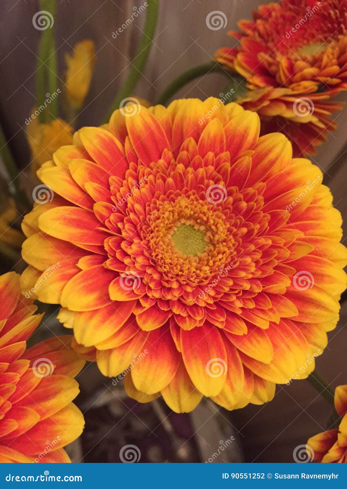 Germini flower stock photo. Image of flower, mamamia - 90551252
