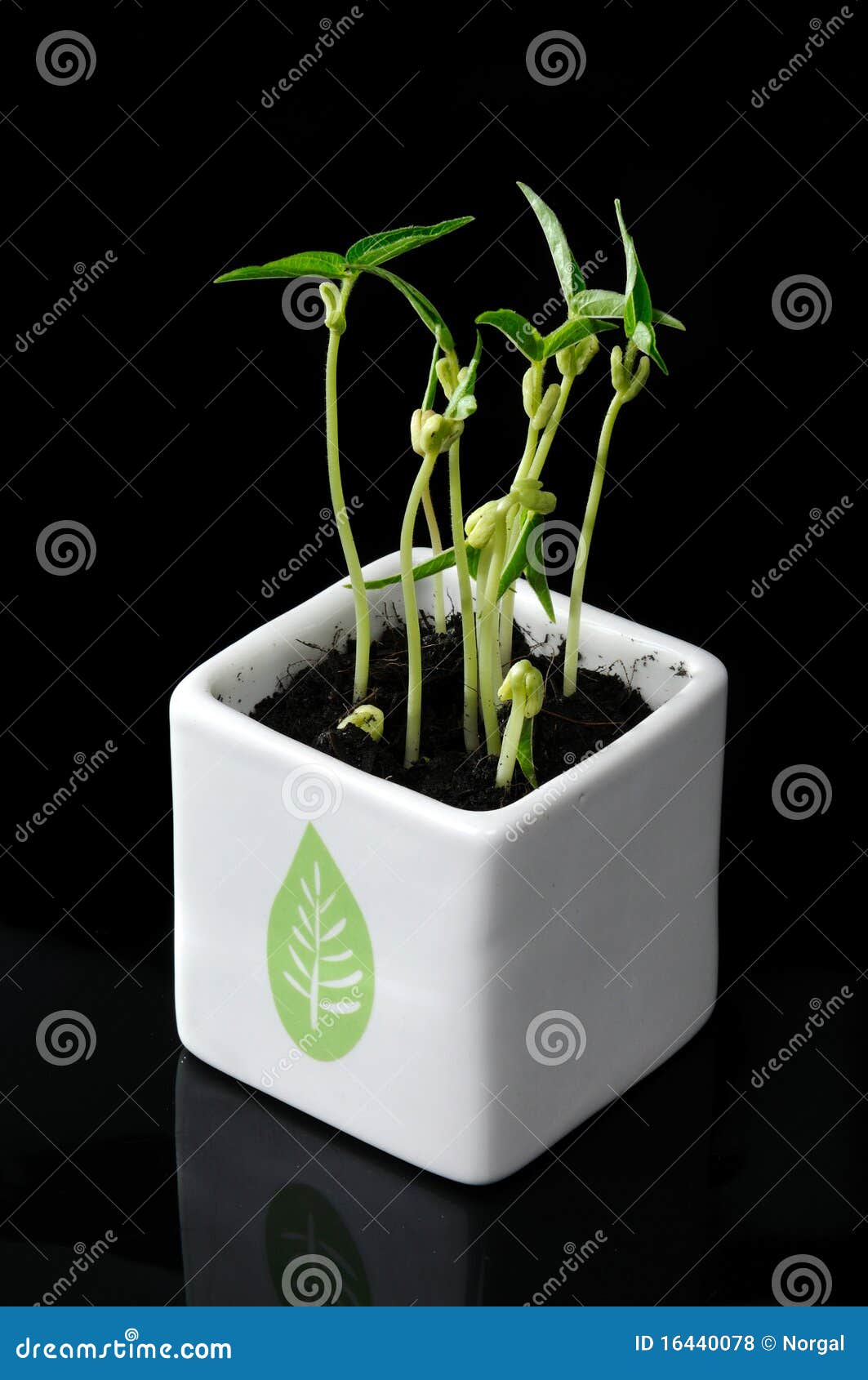 Germogli del fagiolo verde fotografia stock. Immagine di semenzale ...