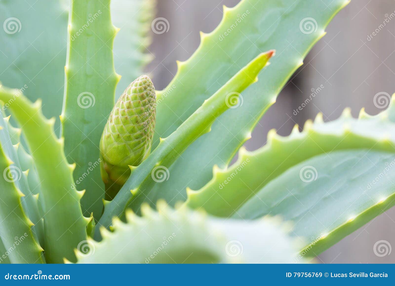 Germoglio Di Fiore Di Vera Dell'aloe Immagine Stock - Immagine di macro ...