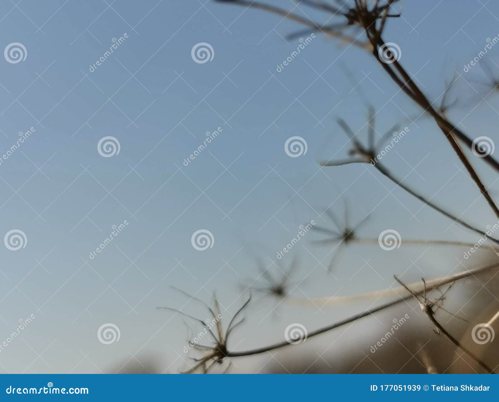 Germs in the Air, Breeding Spores Stock Image - Image of exquisite ...