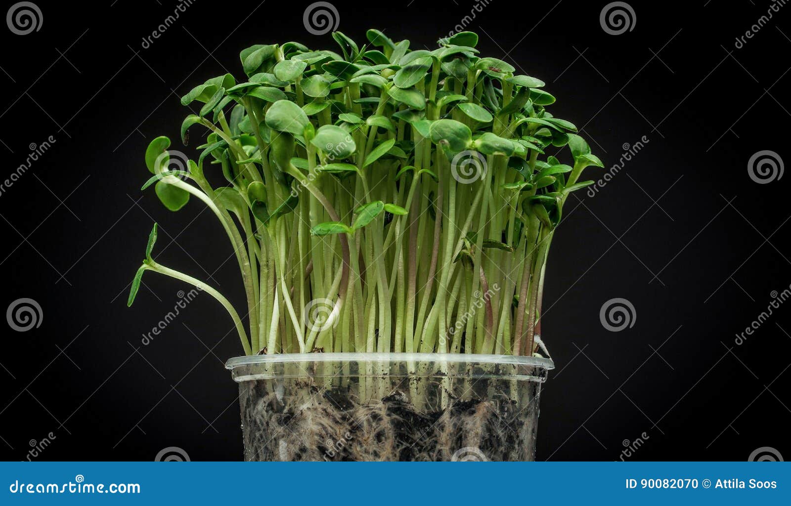 Germs stock photo. Image of redgabbadge, germ, plants - 90082070