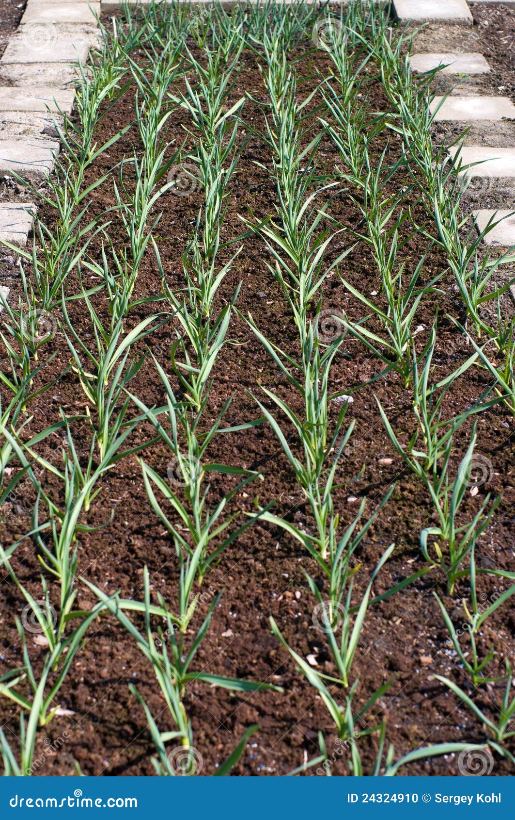 The germs of garlic. stock photo. Image of nature, objects - 24324910