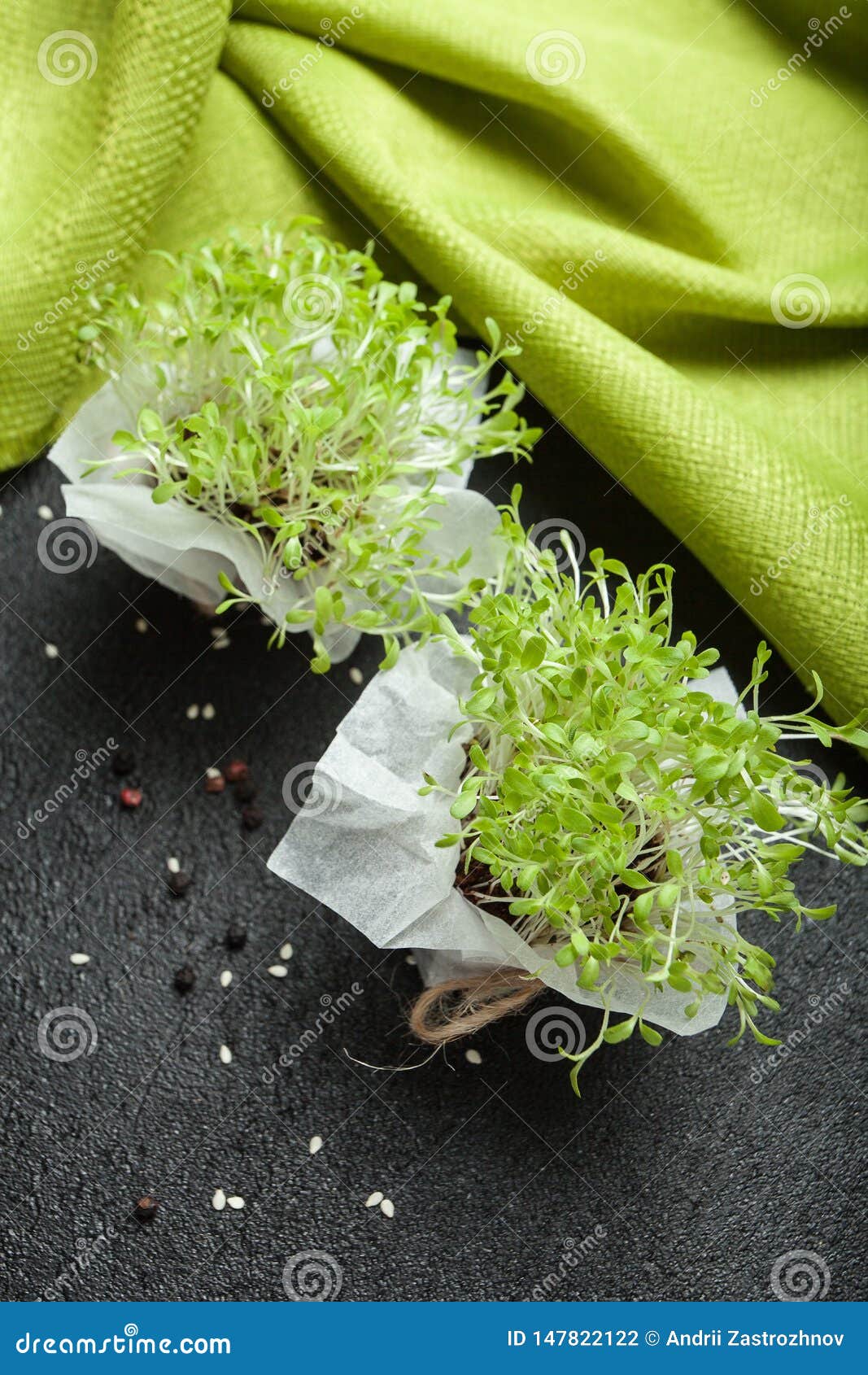 Germs of Micro-green, Grown at Home for Food Stock Photo - Image of ...