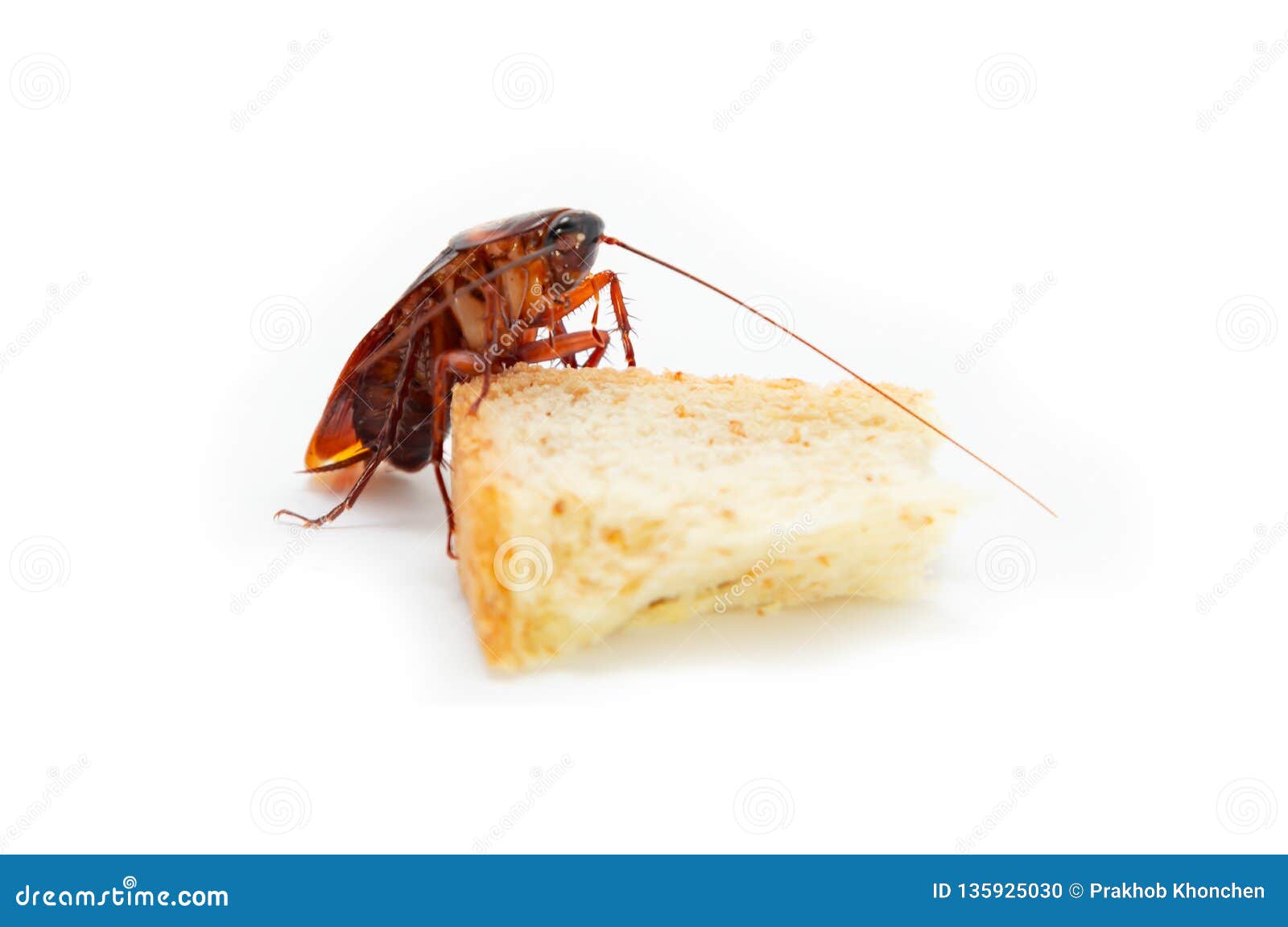 Germs Spread, Brown Cockroach Eating a Piece of Bread Stock Photo ...