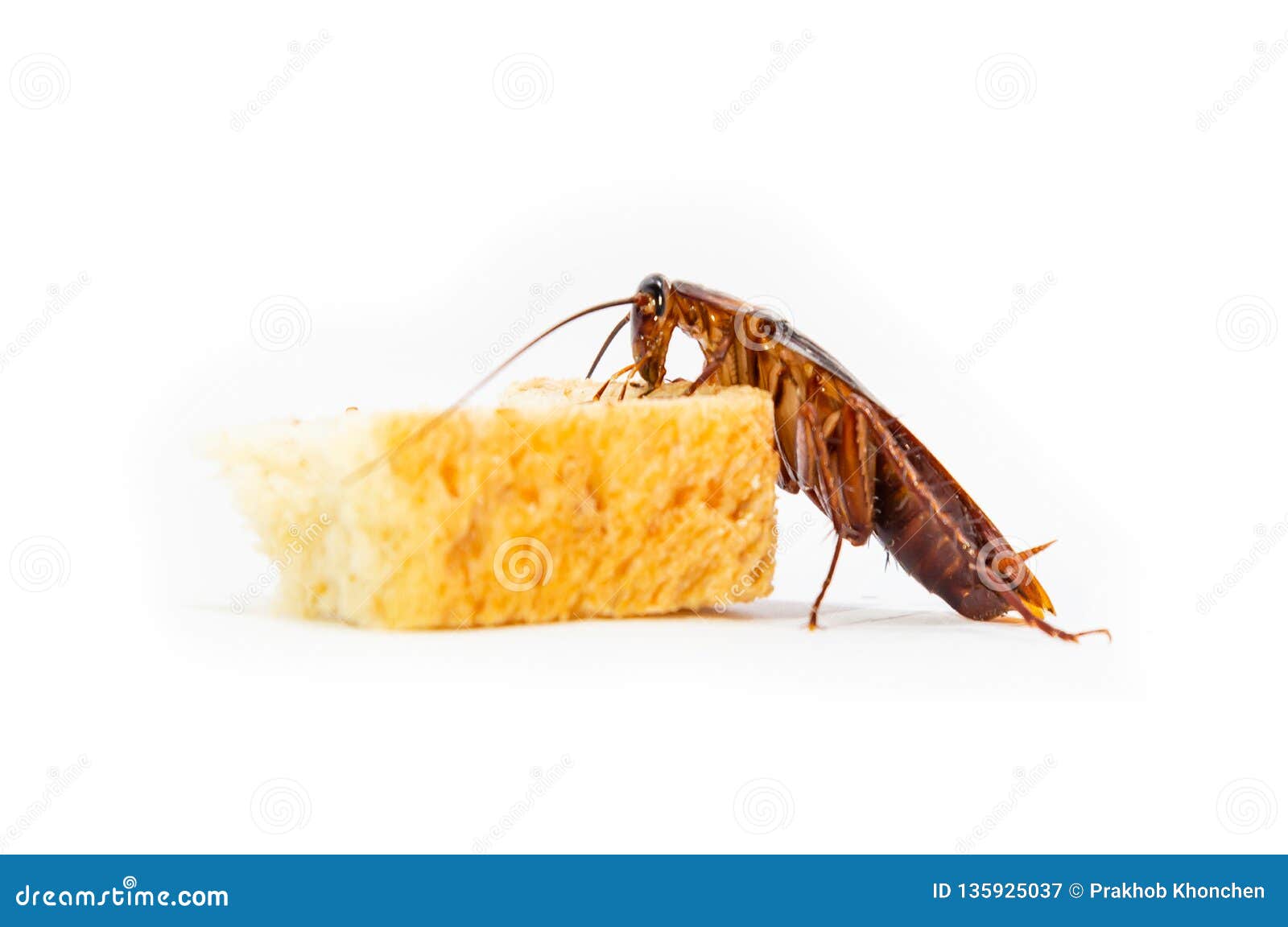 Germs Spread, Brown Cockroach Eating a Piece of Bread Stock Image ...