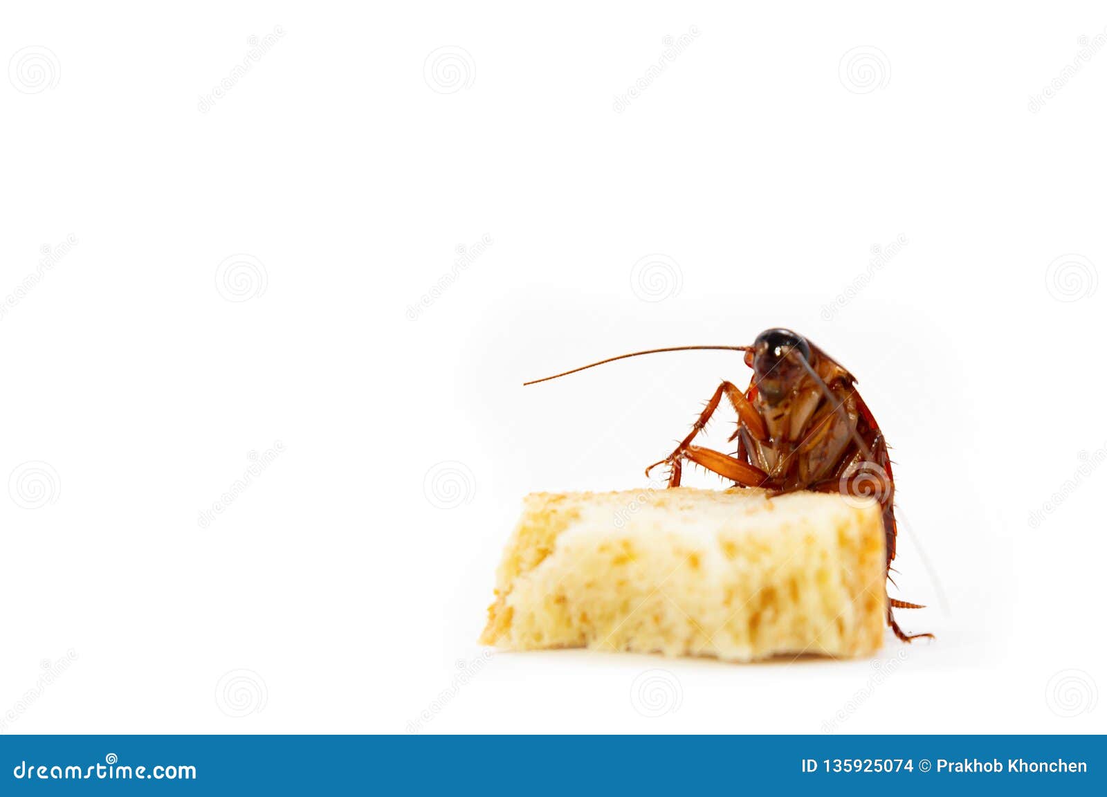 Germs Spread, Brown Cockroach Eating a Piece of Bread Stock Photo ...