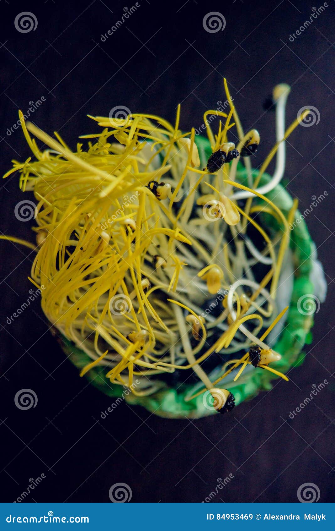 The Germs of Yellow in the Green Pot Stock Image - Image of macro ...