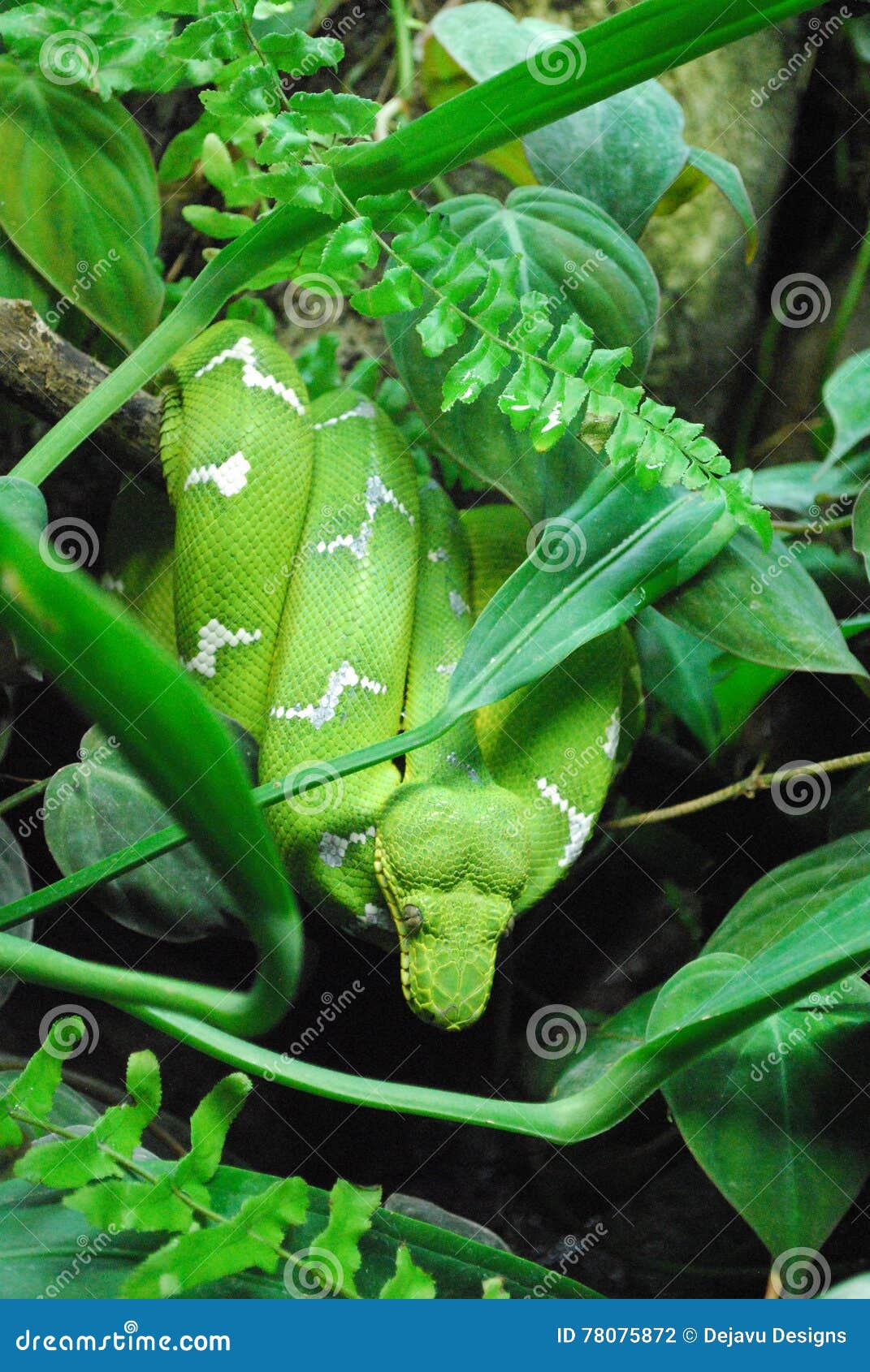 Gerold Groen Emerald Tree Boa Stock Foto - Image of smaragd ...