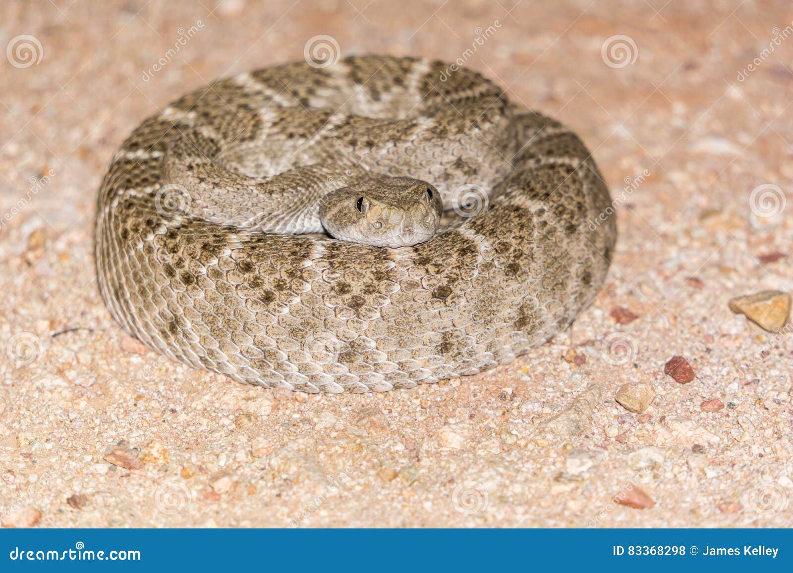 Gerolde Diamondback-Ratelslang in Wildernis Stock Foto - Image of ...