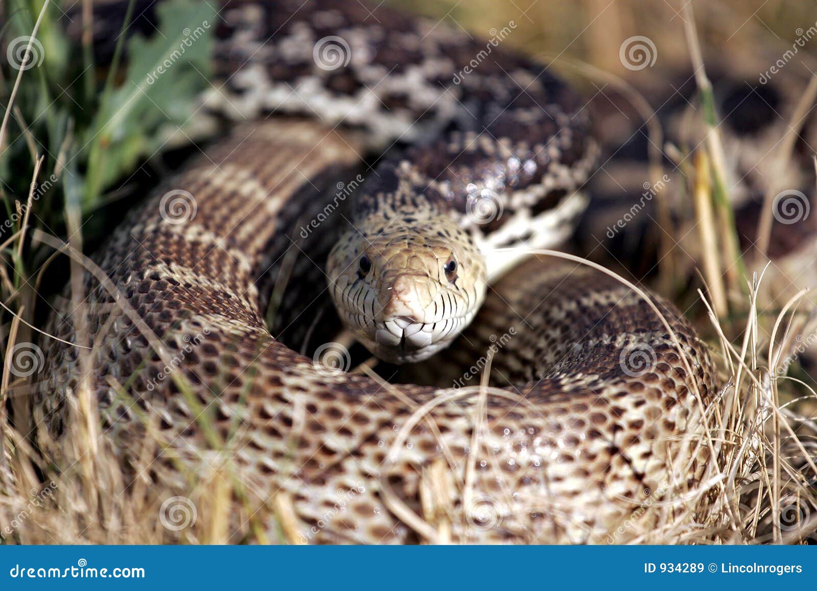 Gerolde Slang in Het Gras (natuurlijke Habitat) Stock Afbeelding ...
