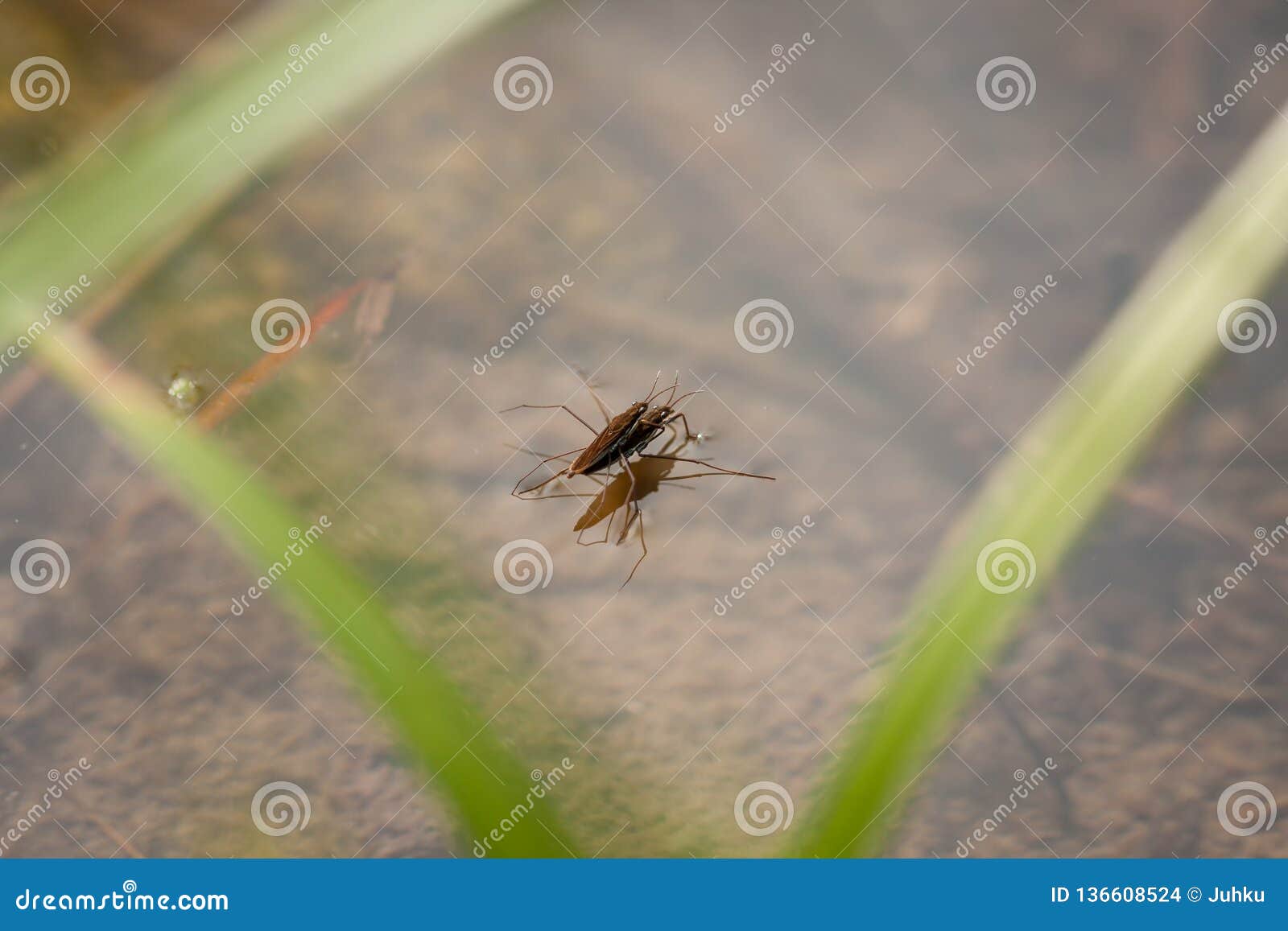 Gerridae mating in water stock photo. Image of summer - 136608524