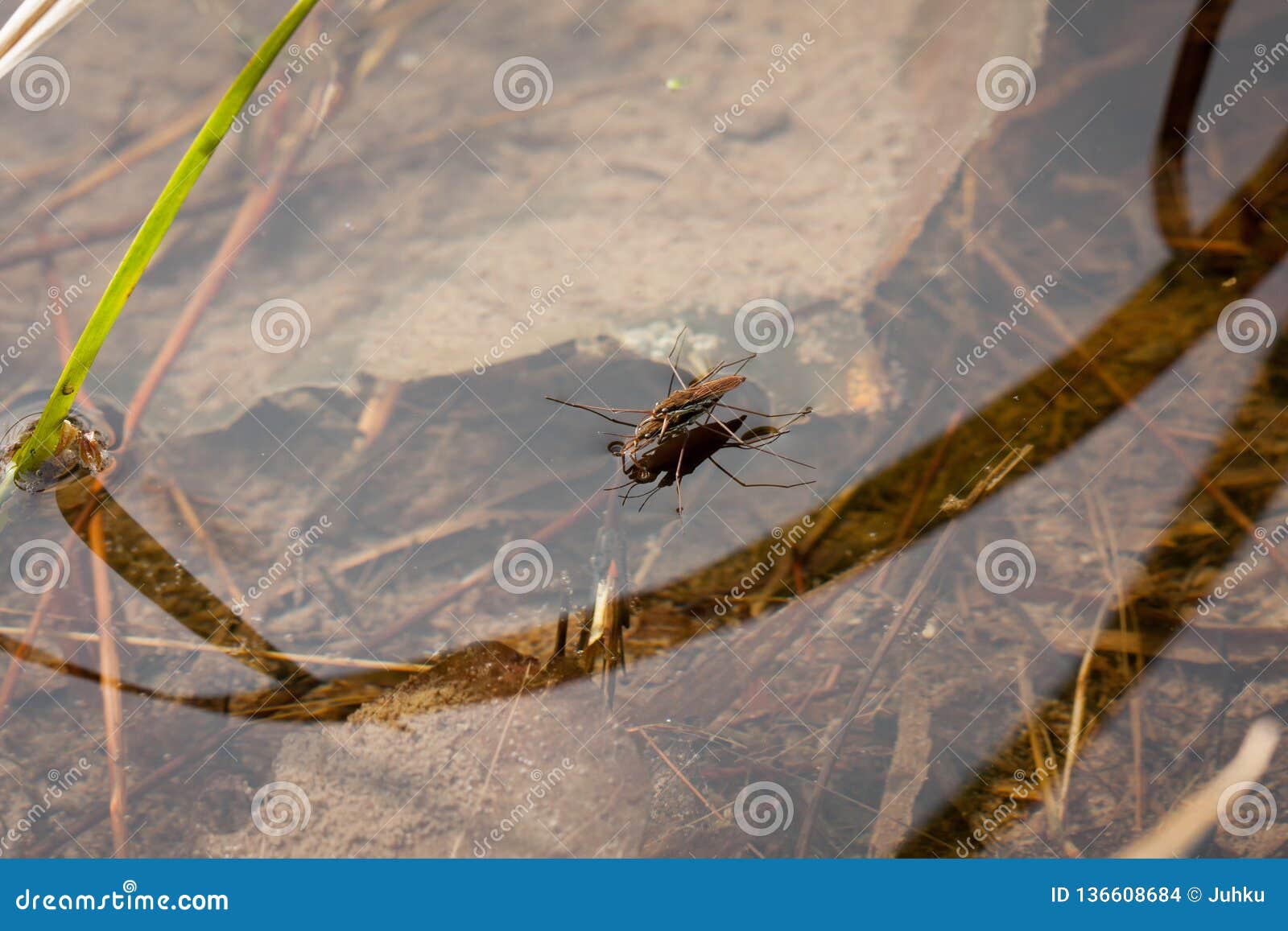 Gerridae mating in water stock photo. Image of wildlife - 136608684