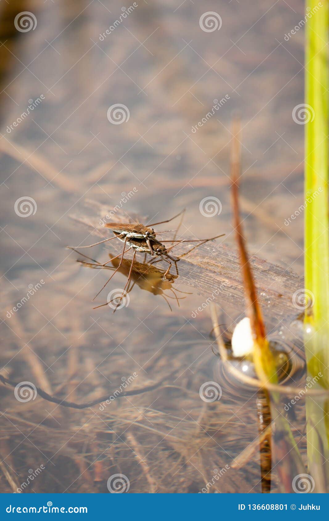 Gerridae mating in water stock image. Image of waterbug - 136608801