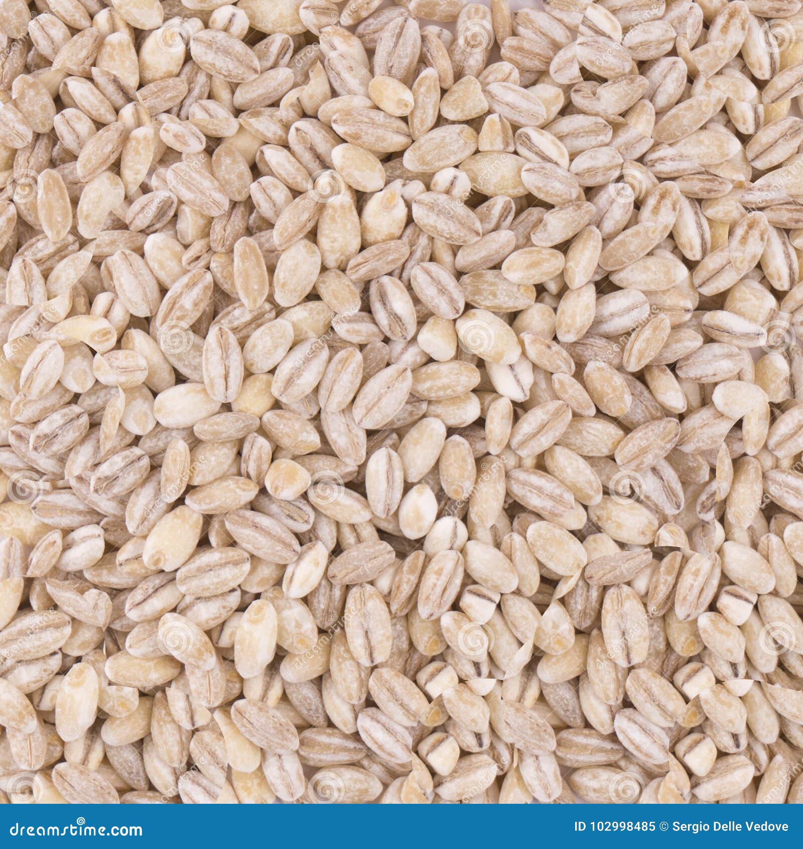 Gerst stock afbeelding. Image of naughty, vers, brood - 102998485