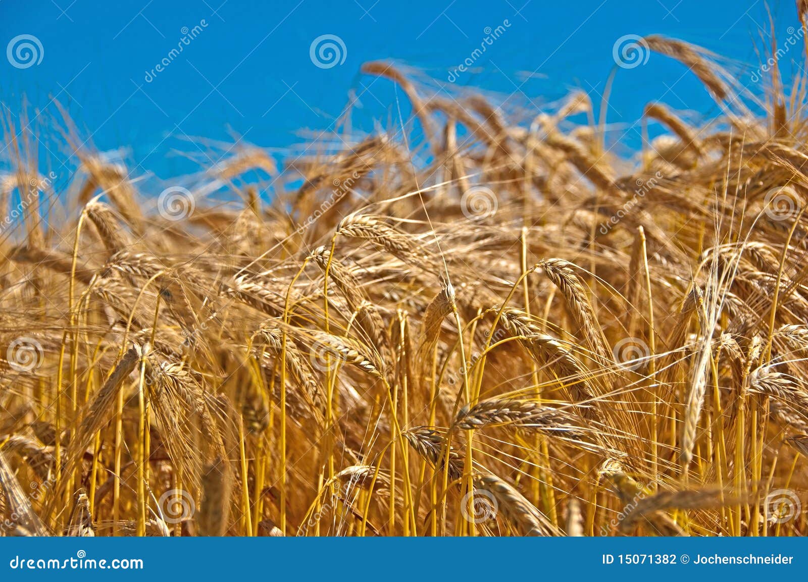 Gerst stock foto. Image of hemel, bier, blauw, gebied - 15071382