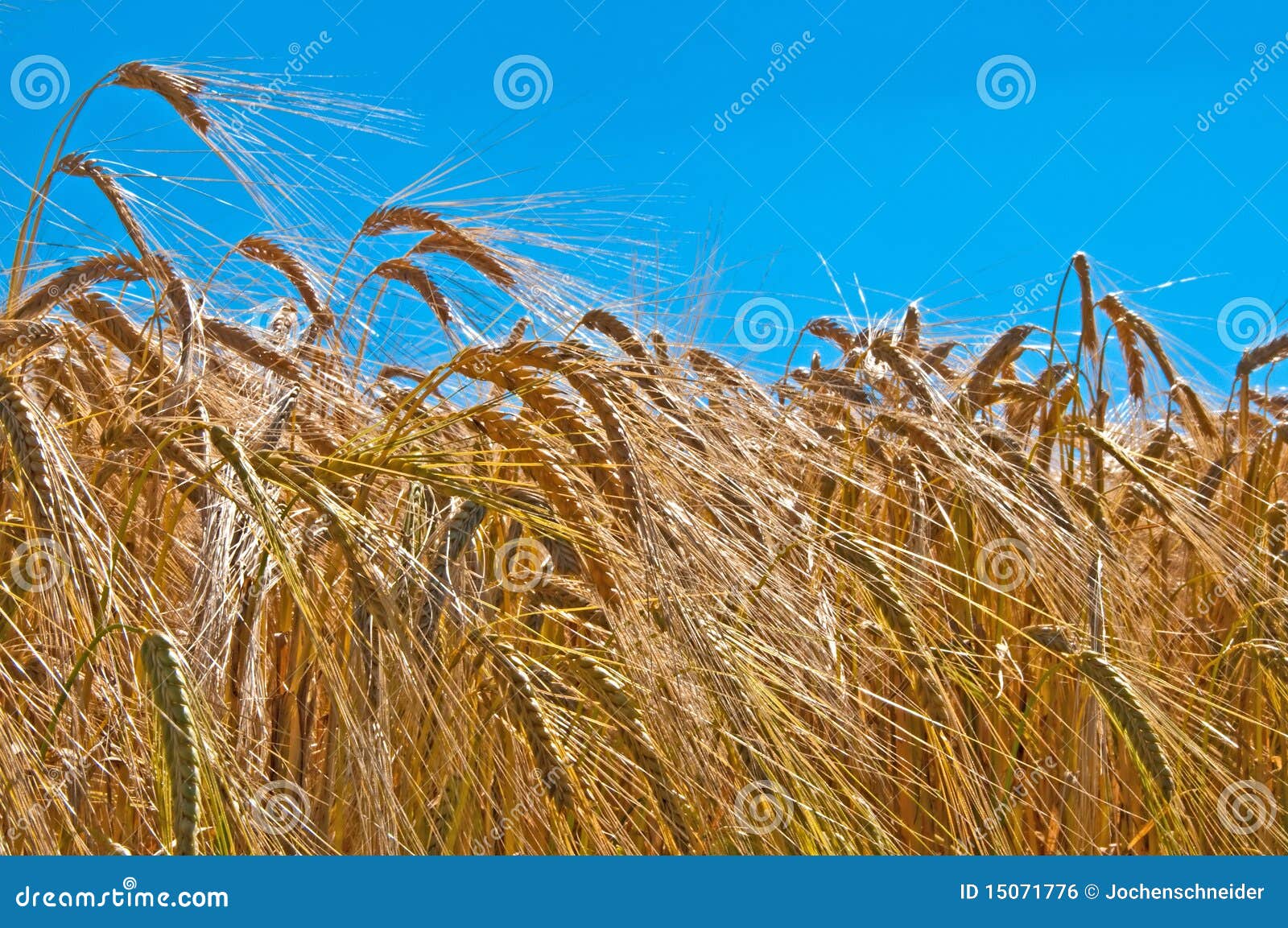 Gerst stock foto. Image of graangewas, graan, ingrediënt - 15071776