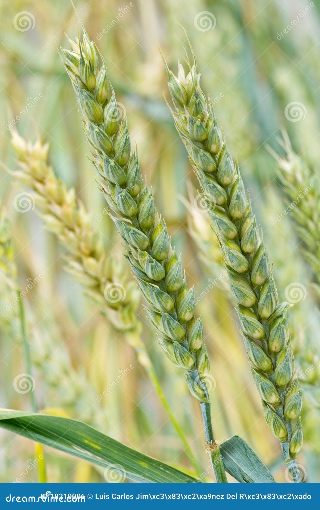 Gerst stock foto. Image of installatie, zomer, rogge - 18210006