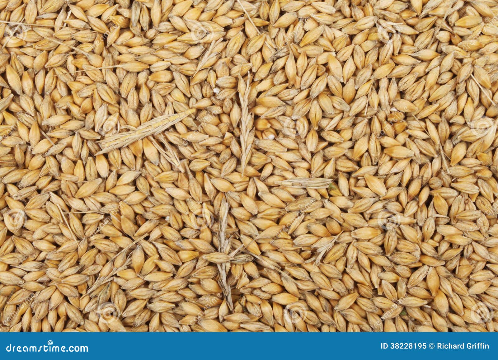 Gerst stock afbeelding. Image of zaad, gerst, gewas, achtergrond - 38228195