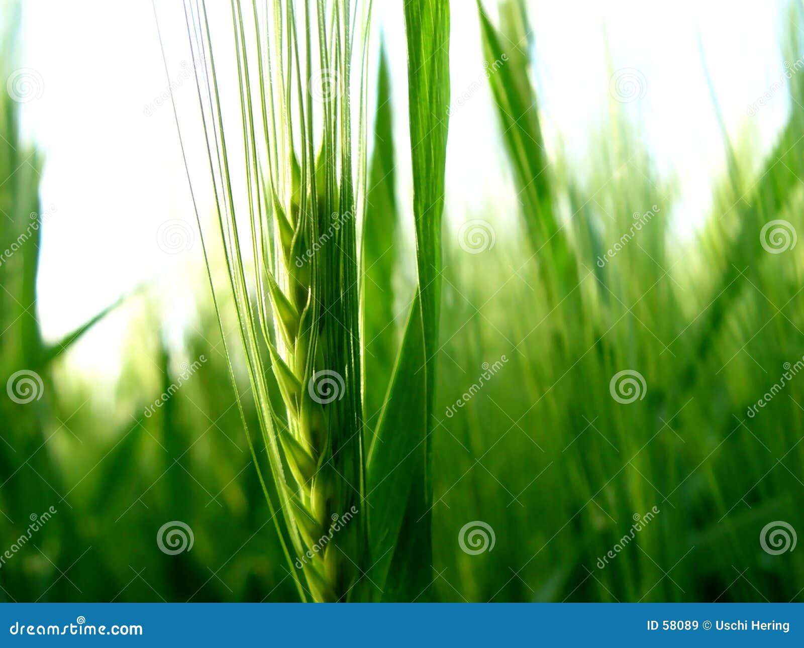 Gerst stock afbeelding. Image of groen, gerst, ingrediënt - 58089