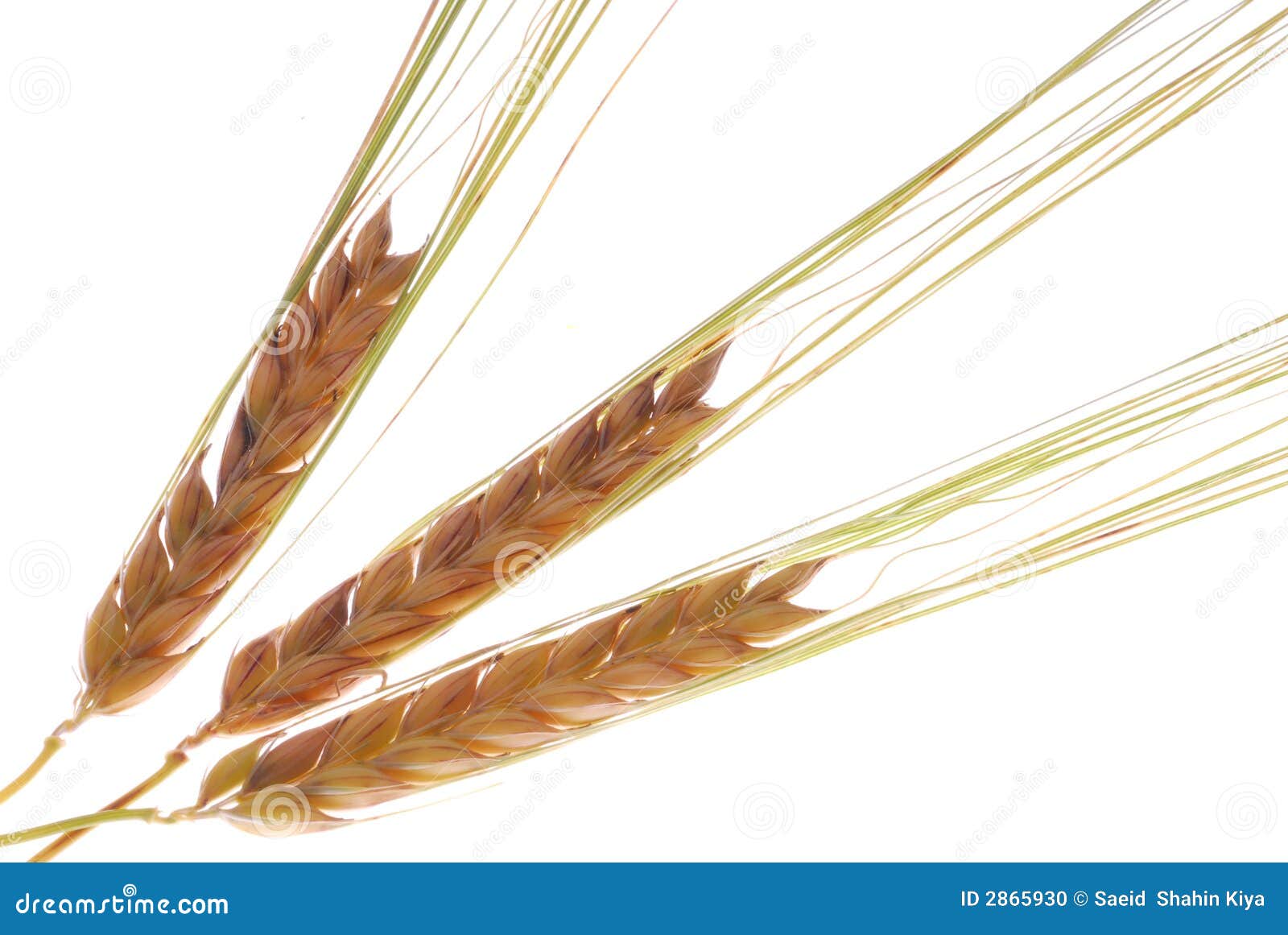 Gerste stockfoto. Bild von gesundheit, pflanzen, getreide - 2865930