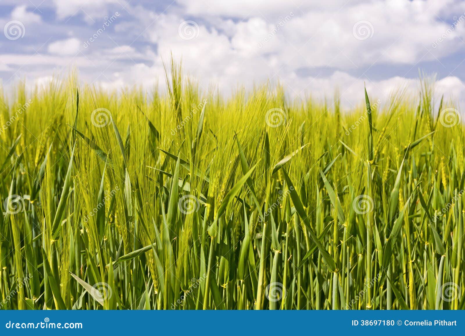 Gerste photo stock. Image du ressort, centrale, format - 38697180