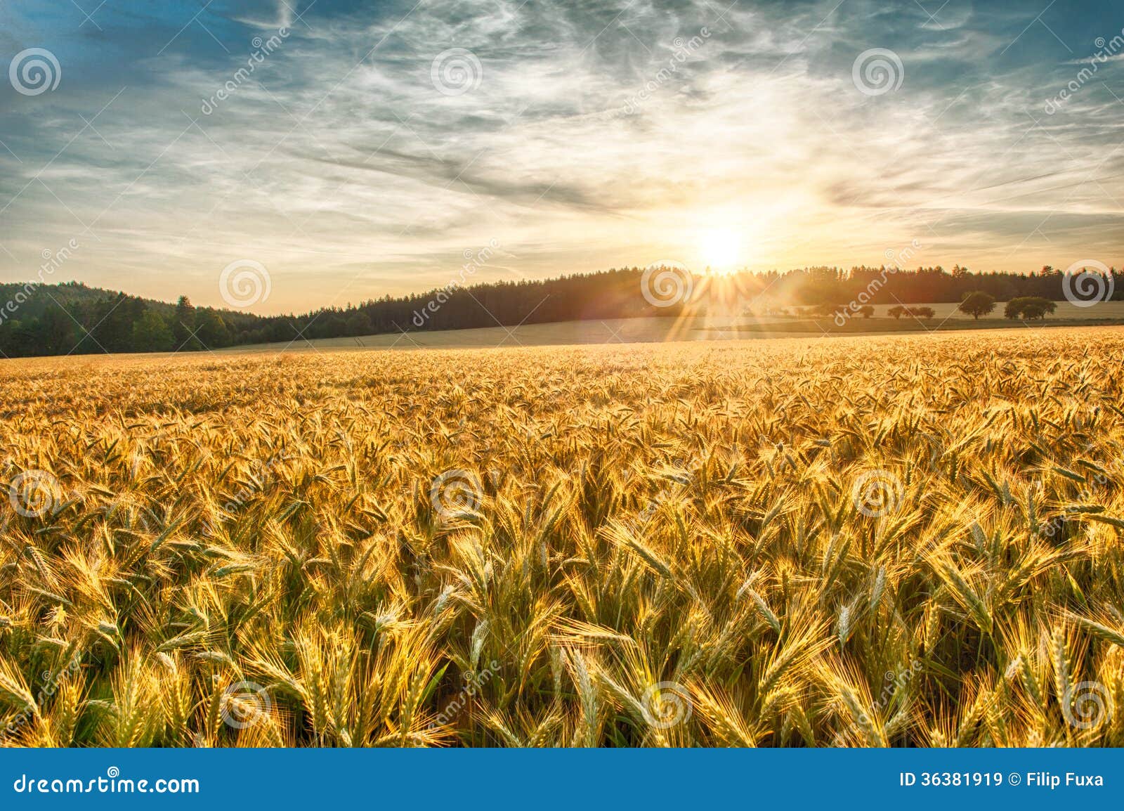 Gerste bei Sonnenuntergang stockbild. Bild von sonne - 36381919
