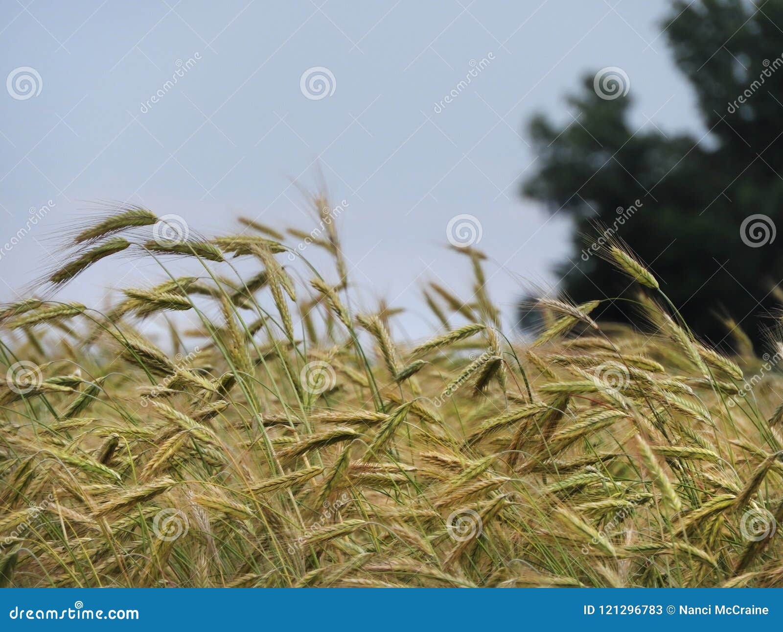 Gerste Fast Bereit Zu Ernten Stockbild - Bild von korn, bier: 121296783