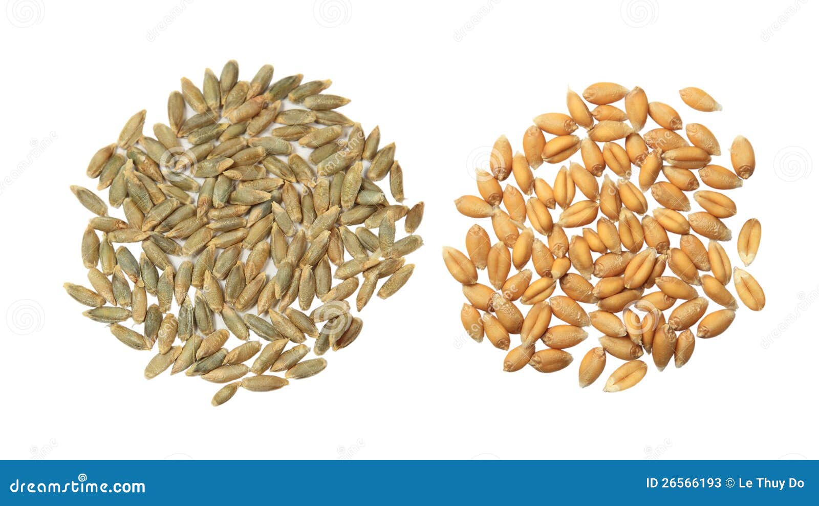 Gerste und Weizen stockbild. Bild von kochen, nahaufnahme - 26566193