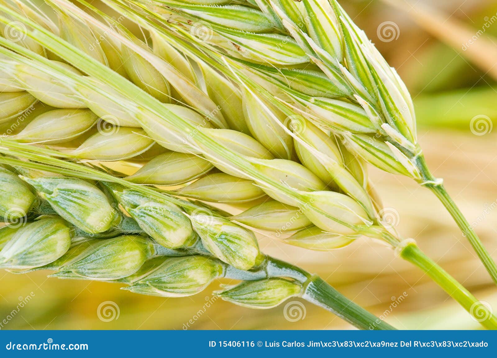 Gerste, Weizen und Roggen stockfoto. Bild von saisonal - 15406116