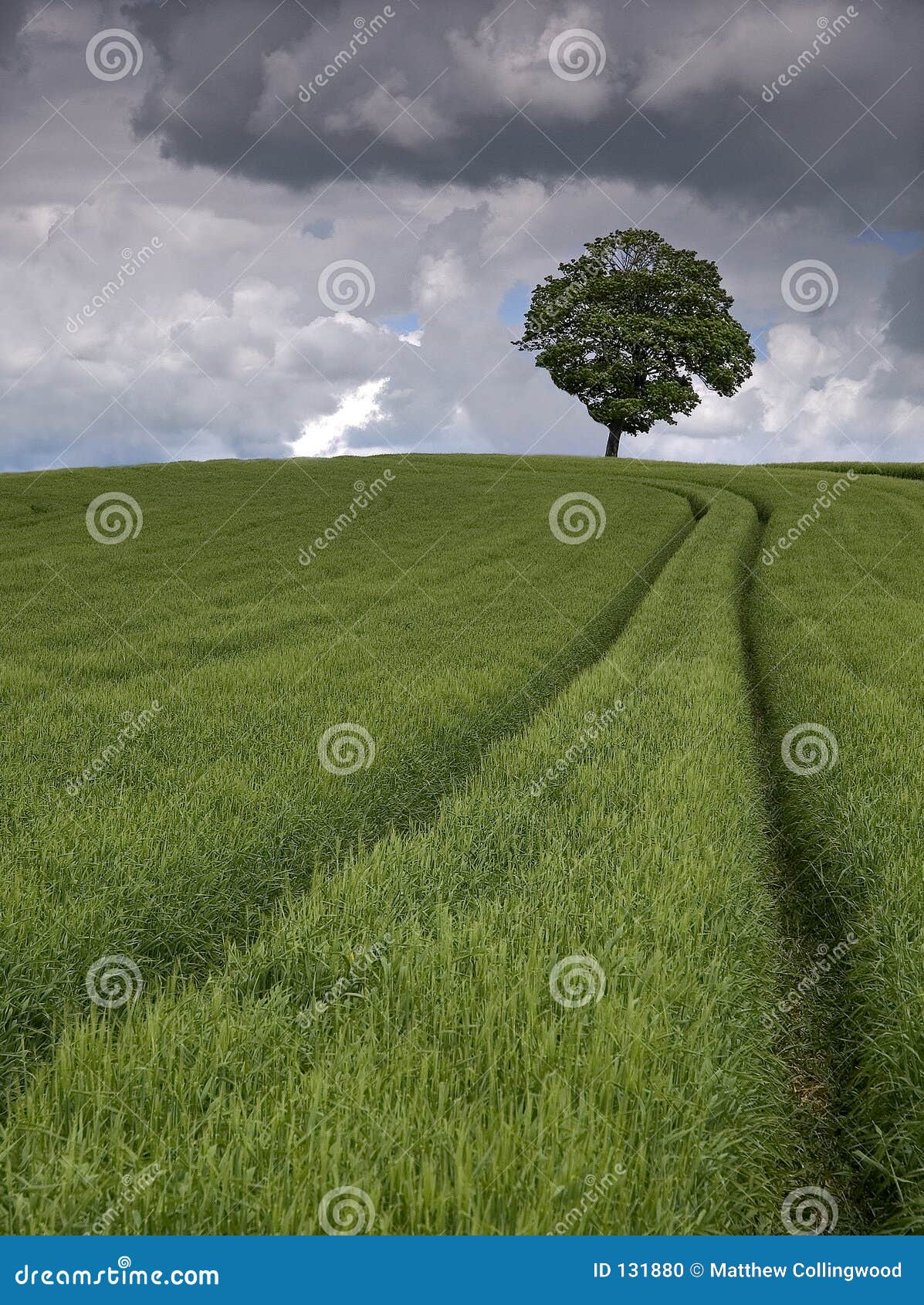 Gersten-Feld stockfoto. Bild von betrieb, baum, nave, landschaft - 131880