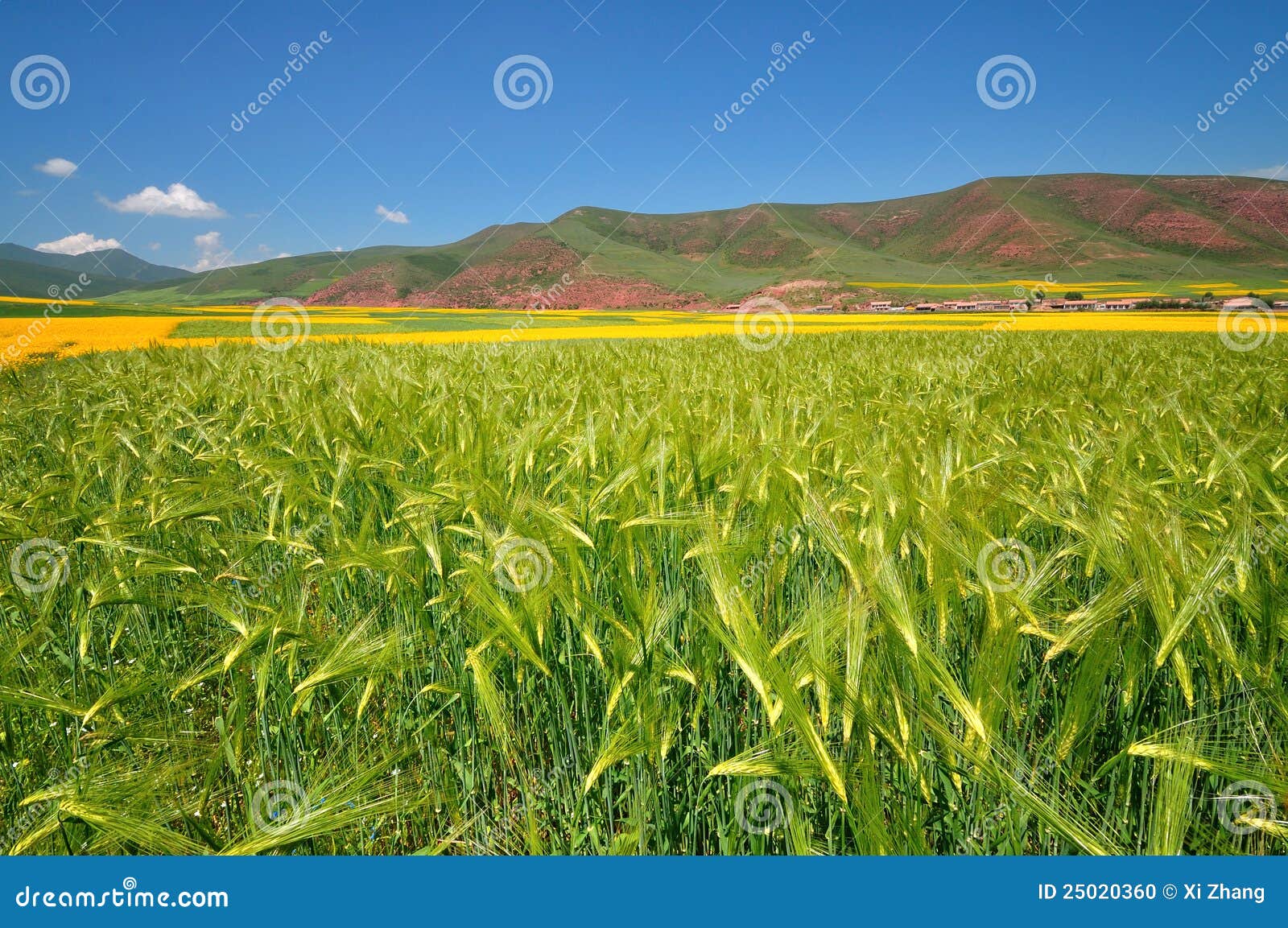 Gersten-Feld stockfoto. Bild von landschaften, sommer - 25020360