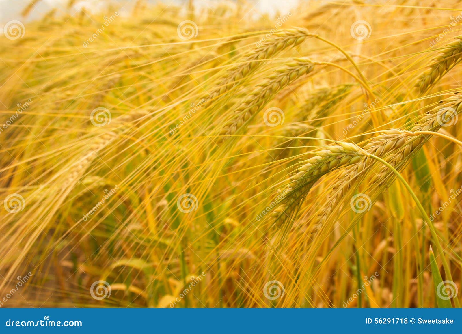 Gersten-Hintergrund stockfoto. Bild von frech, getreide - 56291718