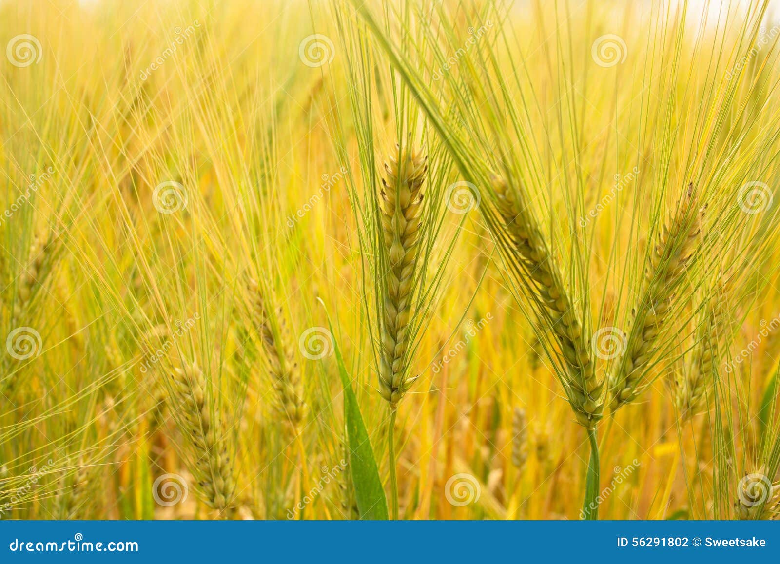 Gersten-Hintergrund stockfoto. Bild von schön, korn, bauernhof - 56291802