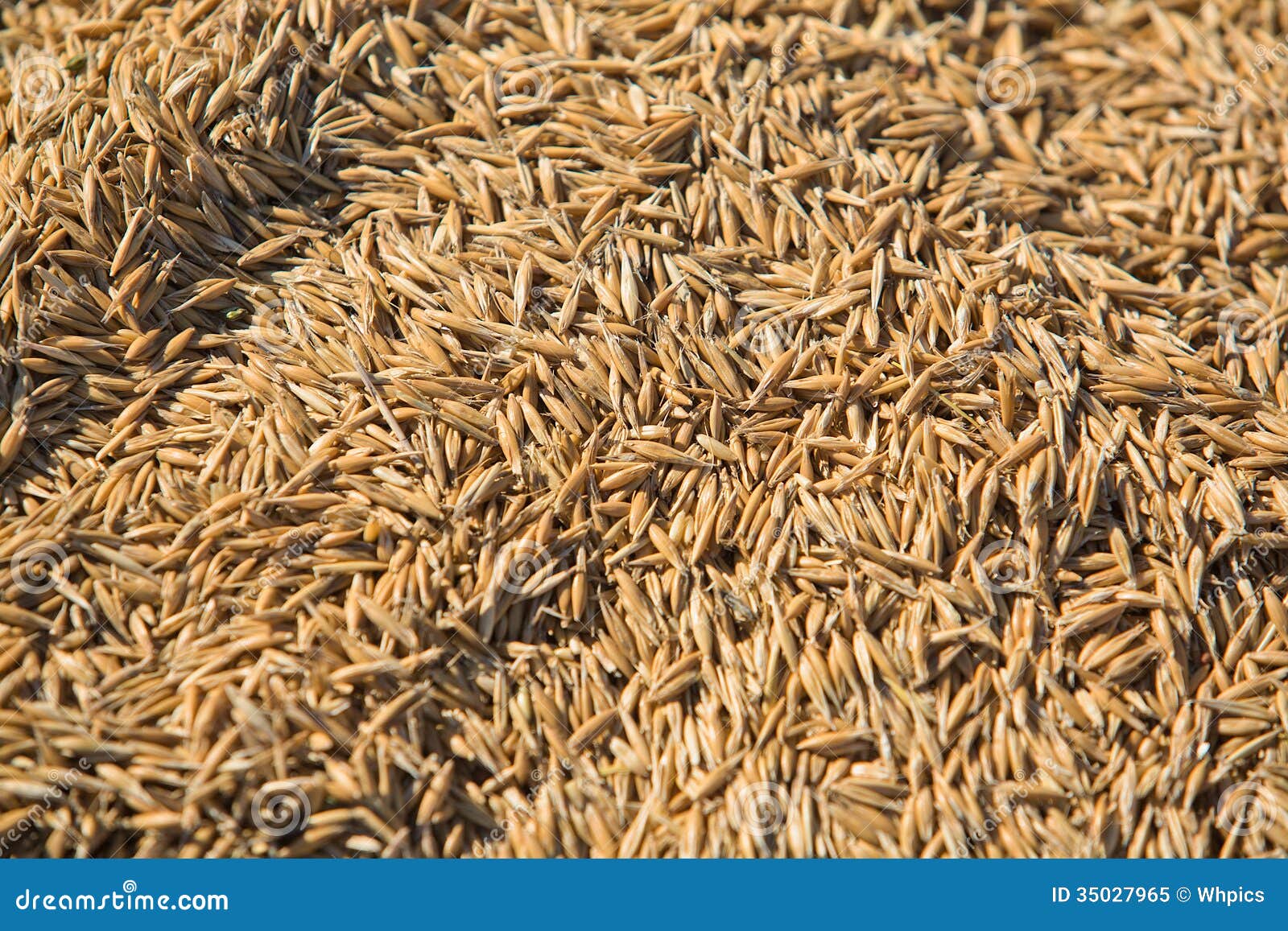 Gersten-Korn stockbild. Bild von abstichgraben, kochen - 35027965