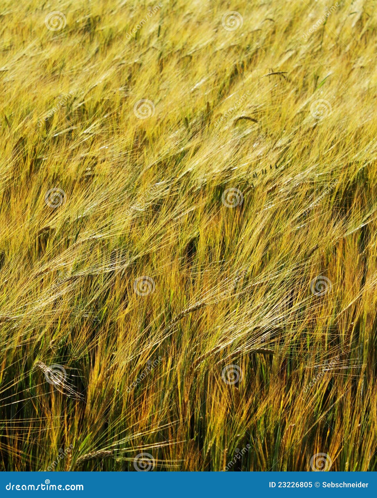 Gerstenfeld stockbild. Bild von umgebung, bäcker, trocken - 23226805