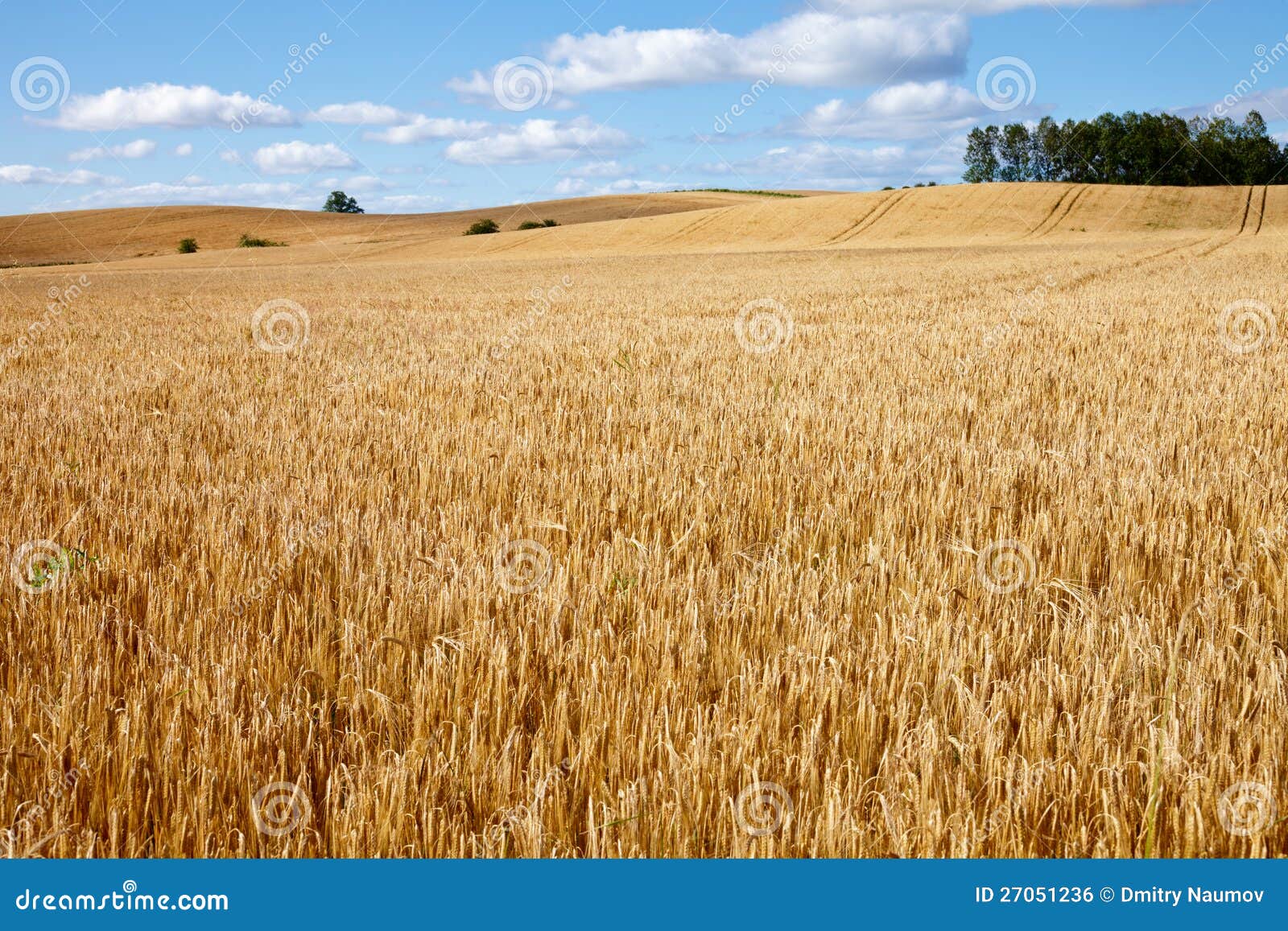 Gerstenfeld stockfoto. Bild von roggen, blau, gerste - 27051236