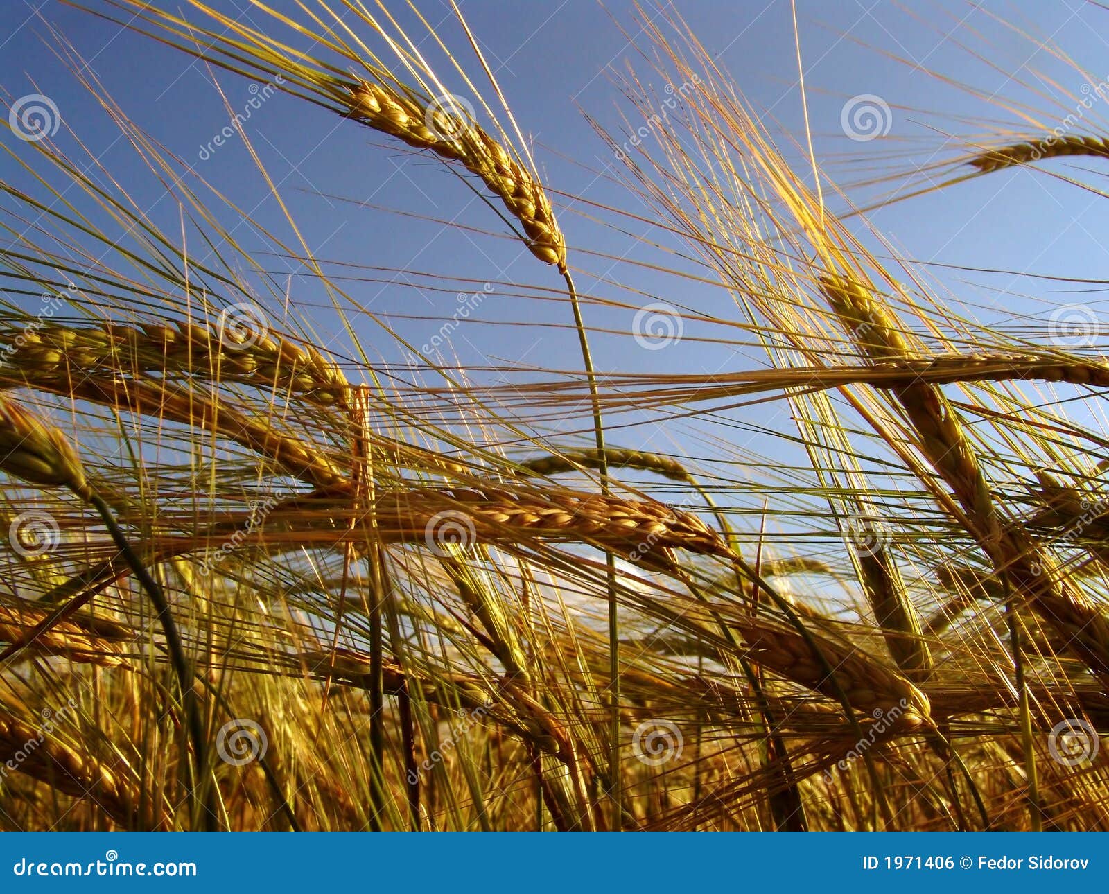 Gerstenfeld 3 stockfoto. Bild von ernte, nahrung, landwirtschaftlich ...