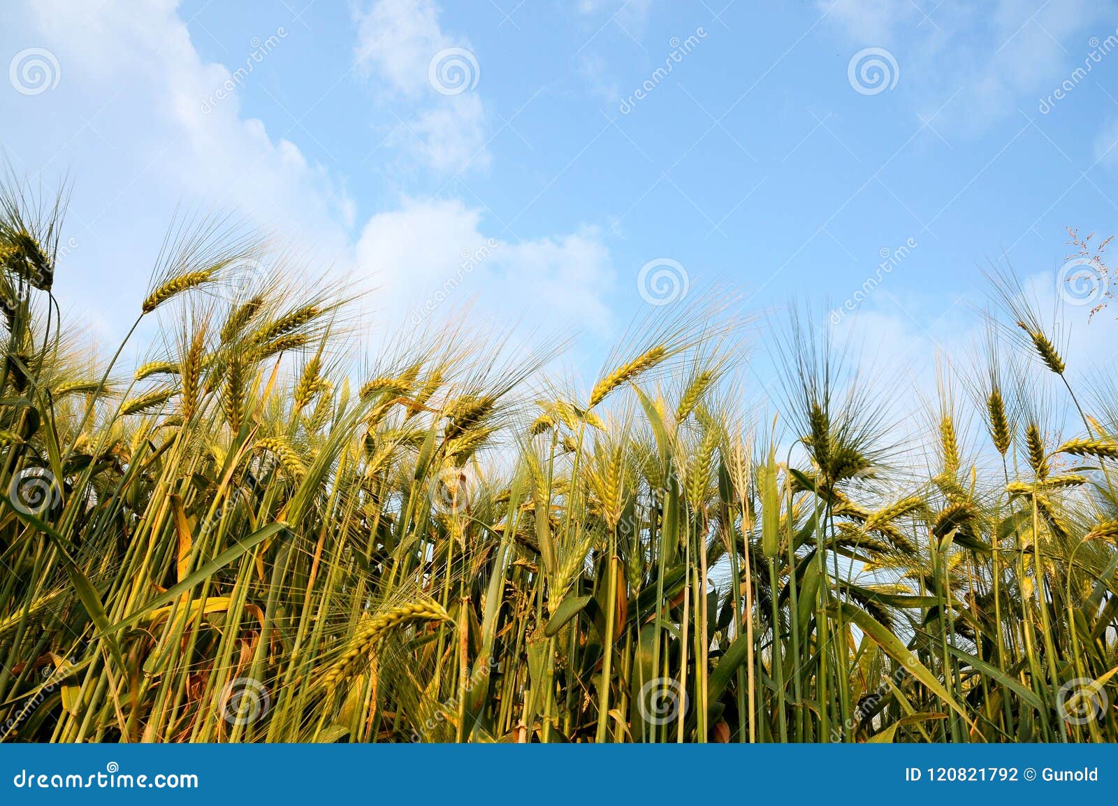 Gerstenfeld Gegen Blauen Himmel Stockfoto - Bild von geläufig, frische ...