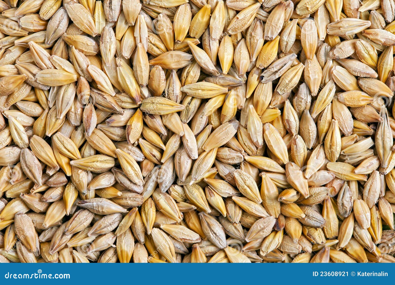 Gerstenkorn (Hordeum) stockbild. Bild von familie, ernte - 23608921