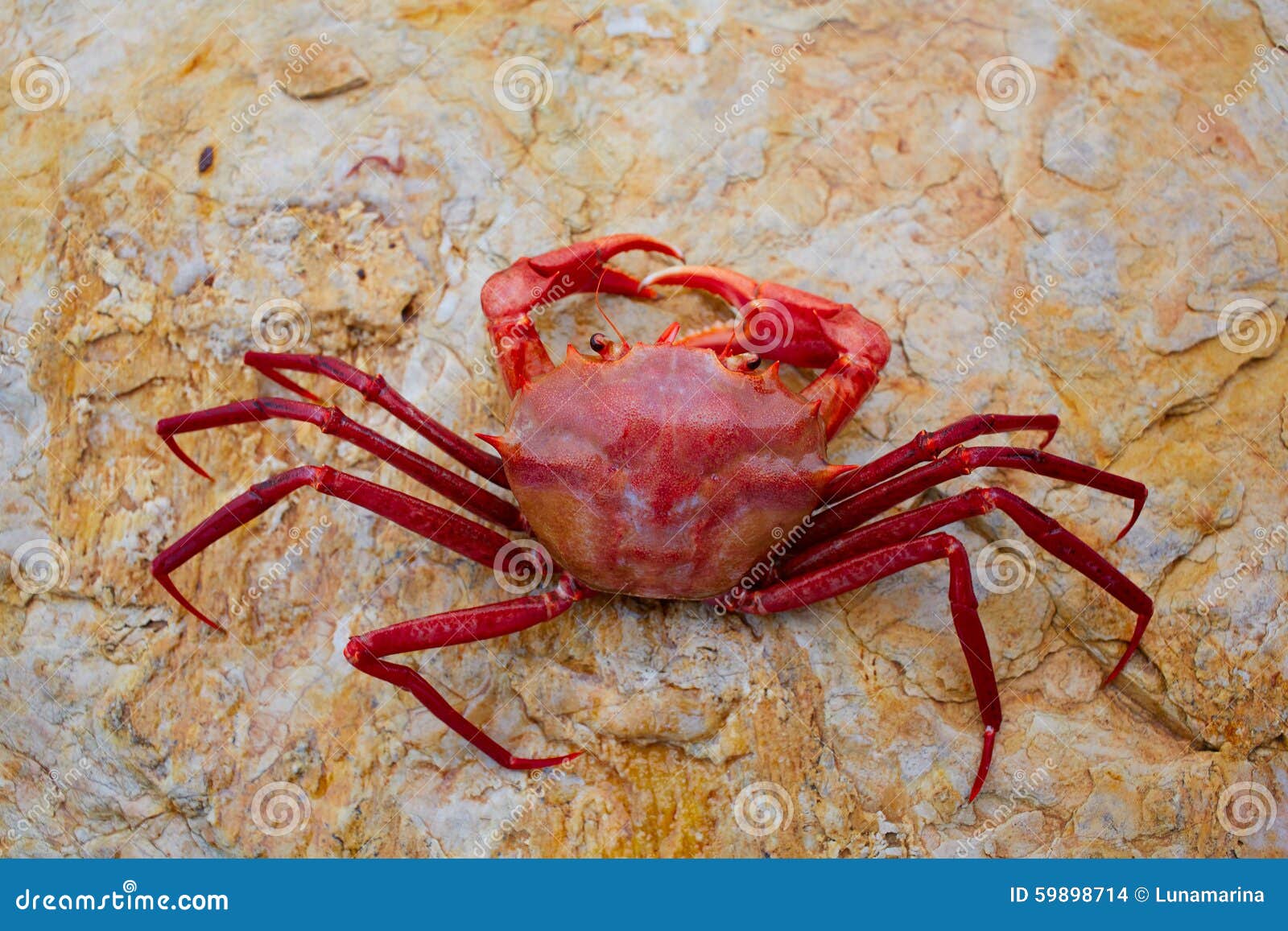 Geryon Longipes is a Mediterranean Red Crab Stock Photo - Image of ...