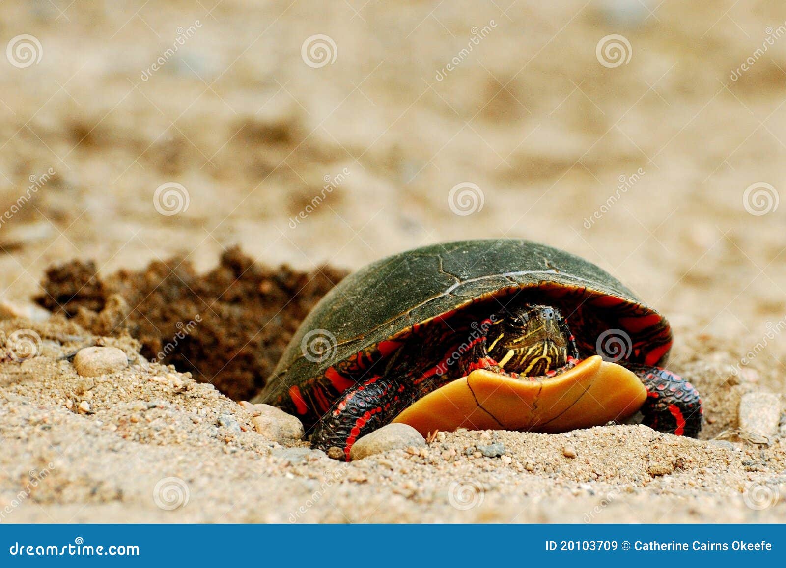 Geschilderde Schildpad Die Eieren Legt Stock Afbeelding - Image of ...