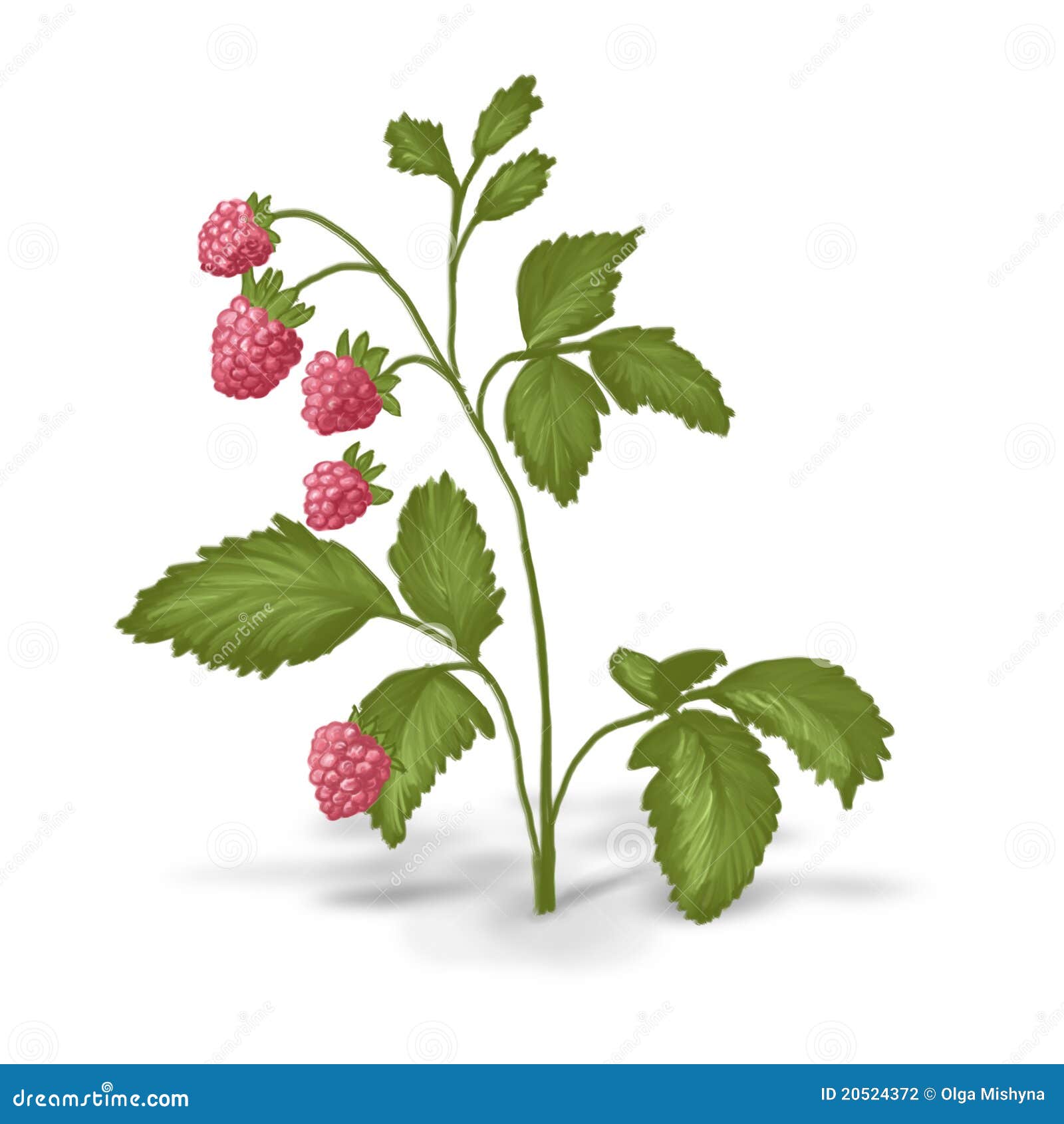 Geschilderde Struik Van Framboos Stock Illustratie - Illustration of ...