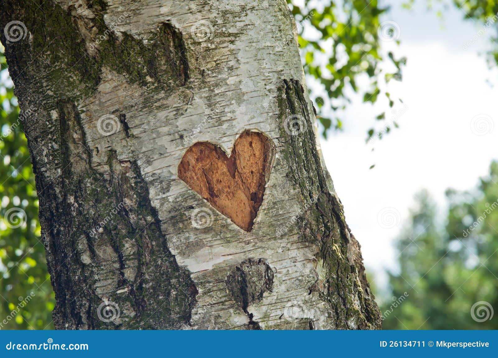 Gesneden hart in boom stock afbeelding. Image of vrienden - 26134711