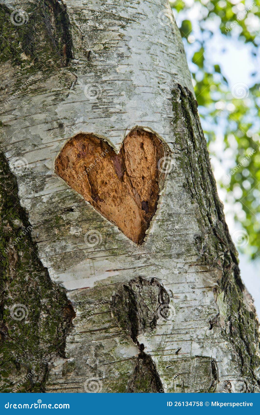 Gesneden hart in boom stock foto. Image of valentijn - 26134758
