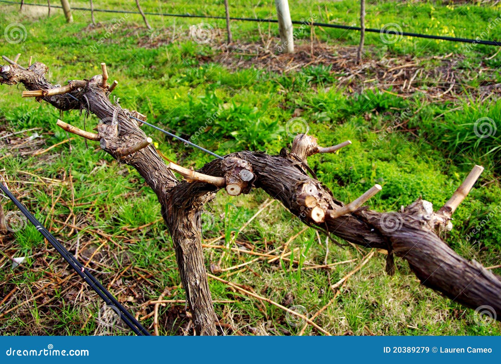 Gesnoeide Wijnstok stock afbeelding. Image of tuin, snoeien - 20389279