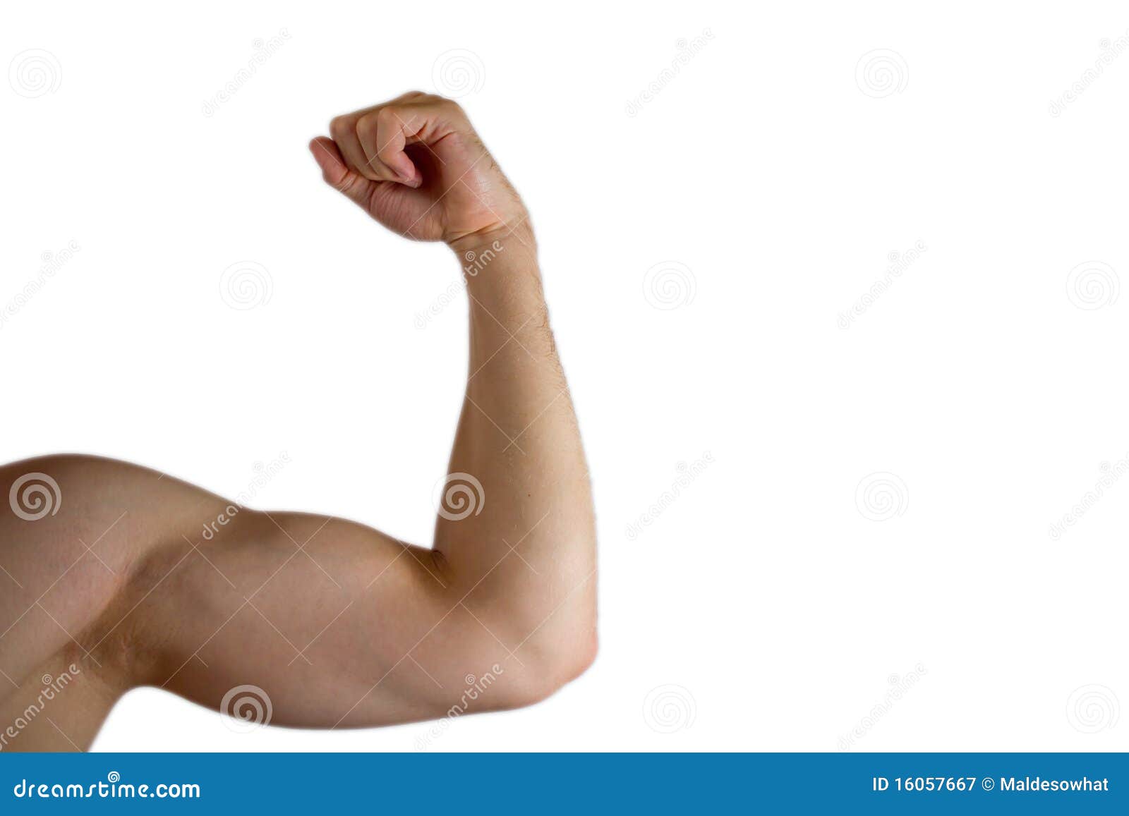 Gespannen Bicepsen stock afbeelding. Image of gezond - 16057667