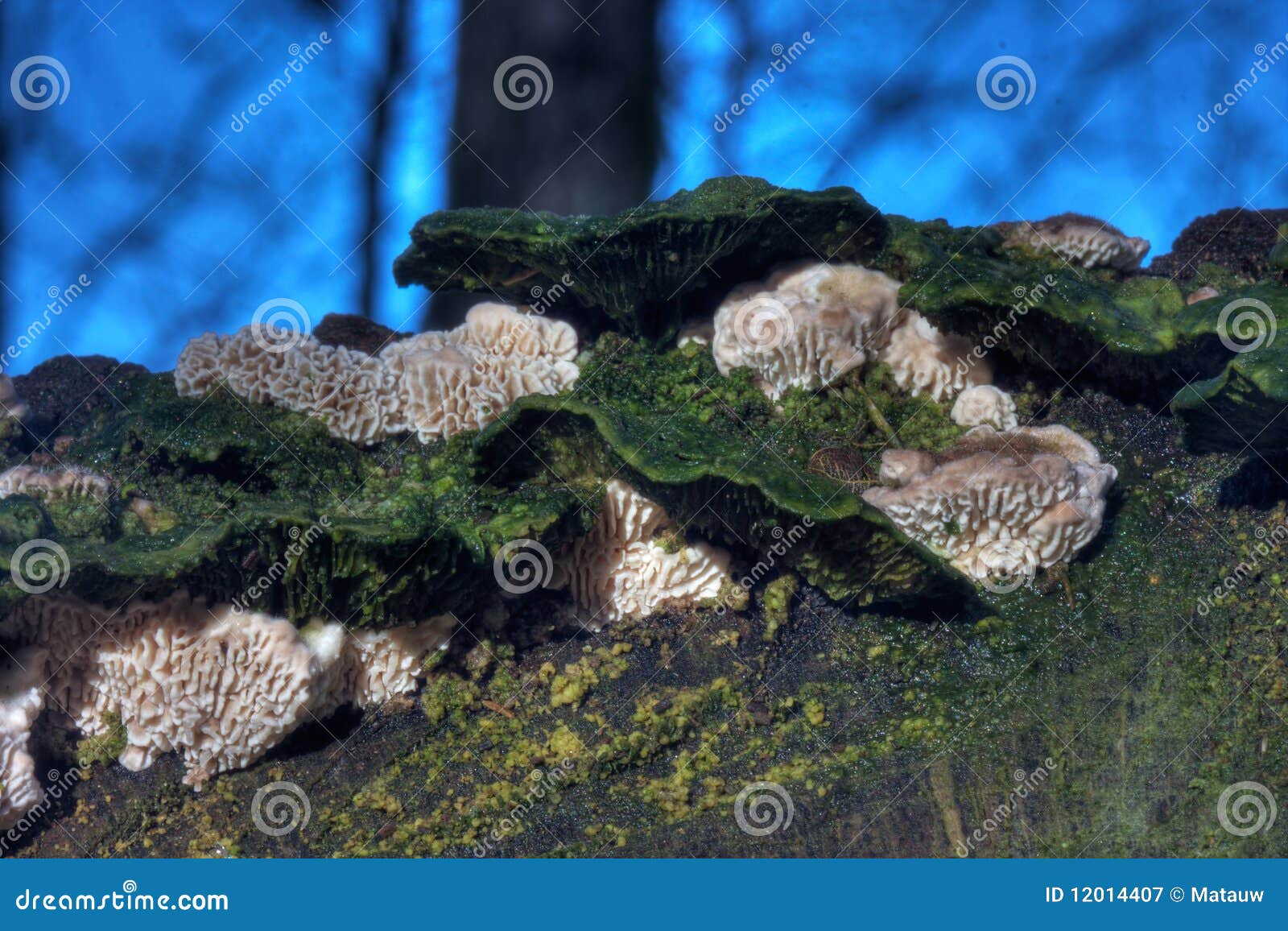 Gespleten Kieuw (Commune Schizophyllum) Stock Afbeelding - Image of ...