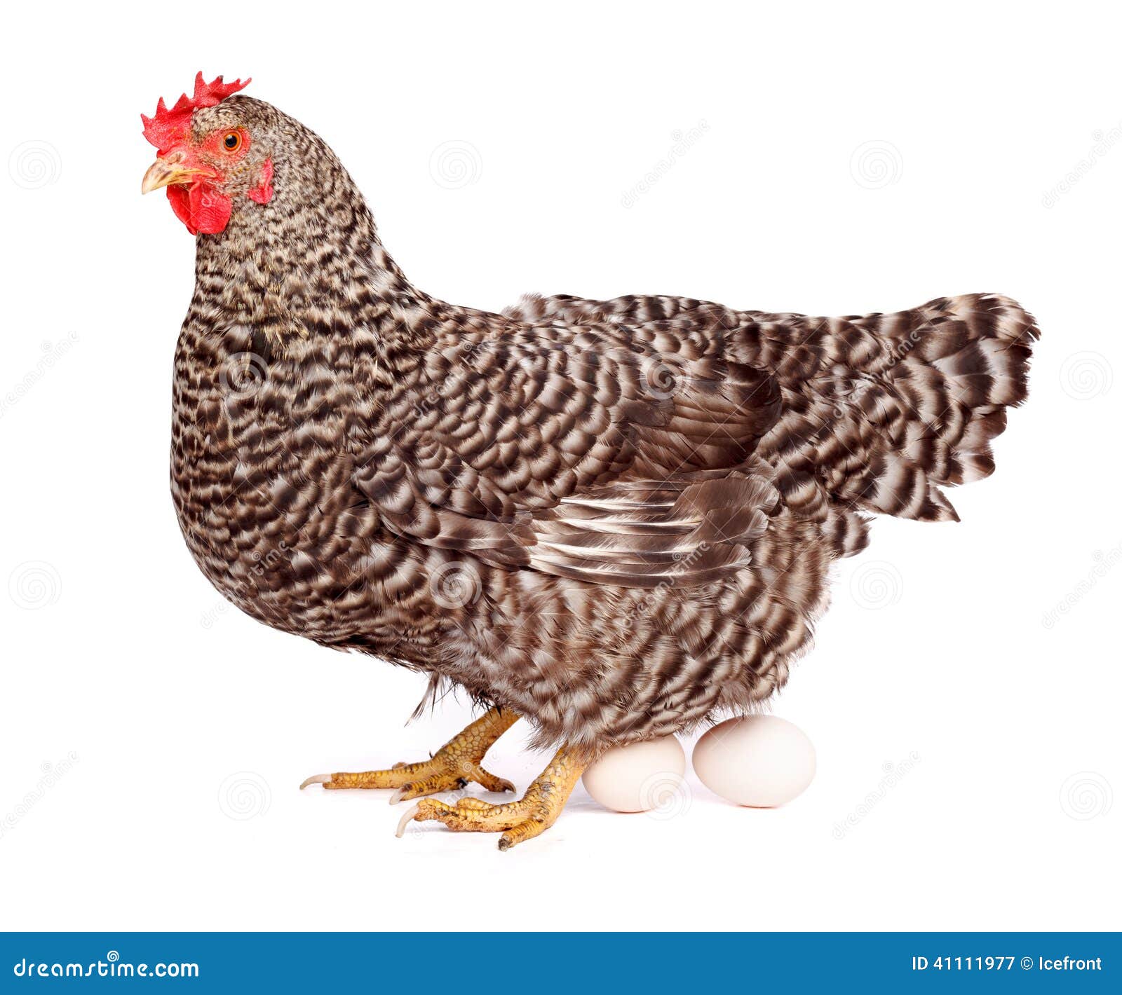 Gesprenkeltes Huhn Stock-Fotos - Laden Sie 110 Royalty-Free Fotos herunter